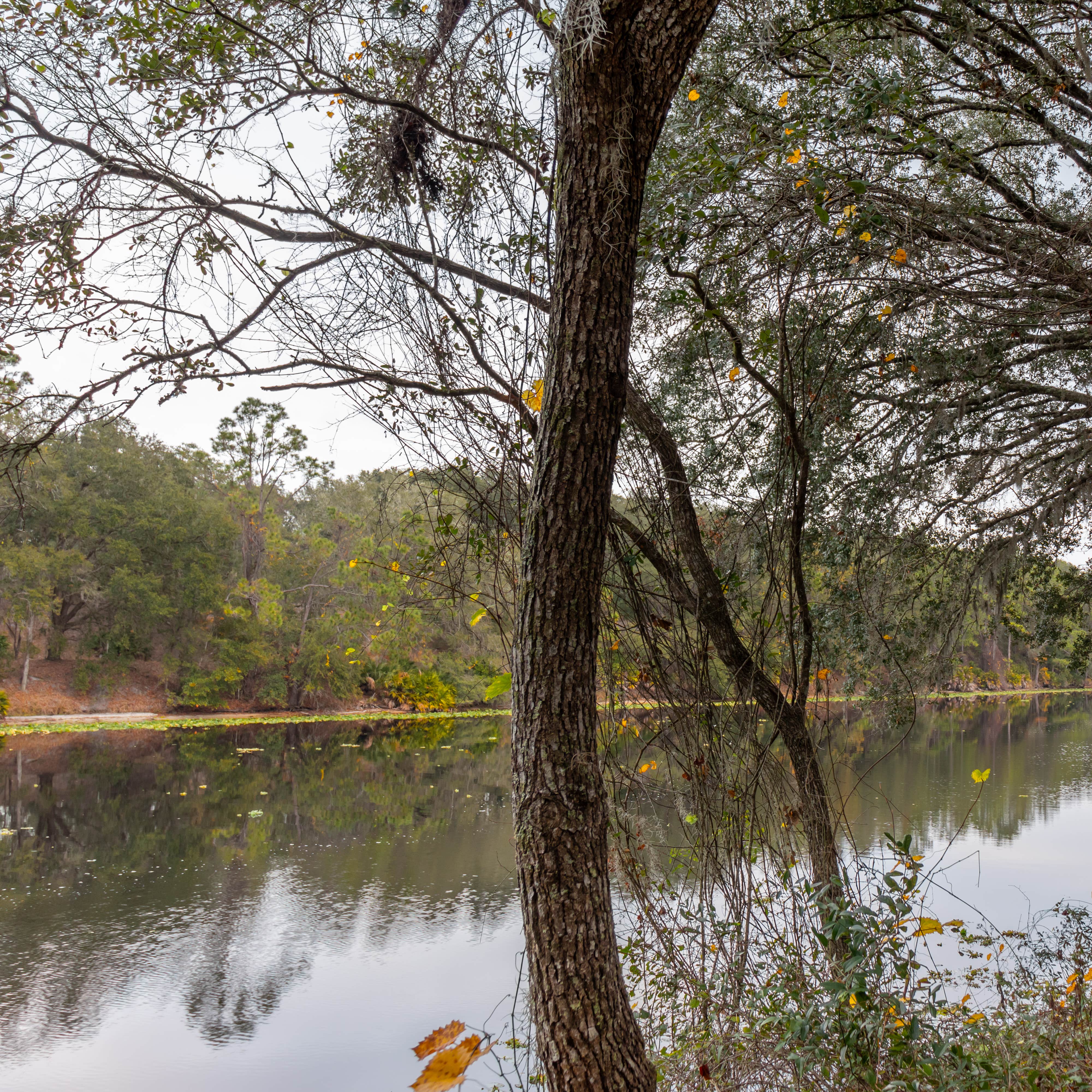 Rodman Campground | Welaka, Florida