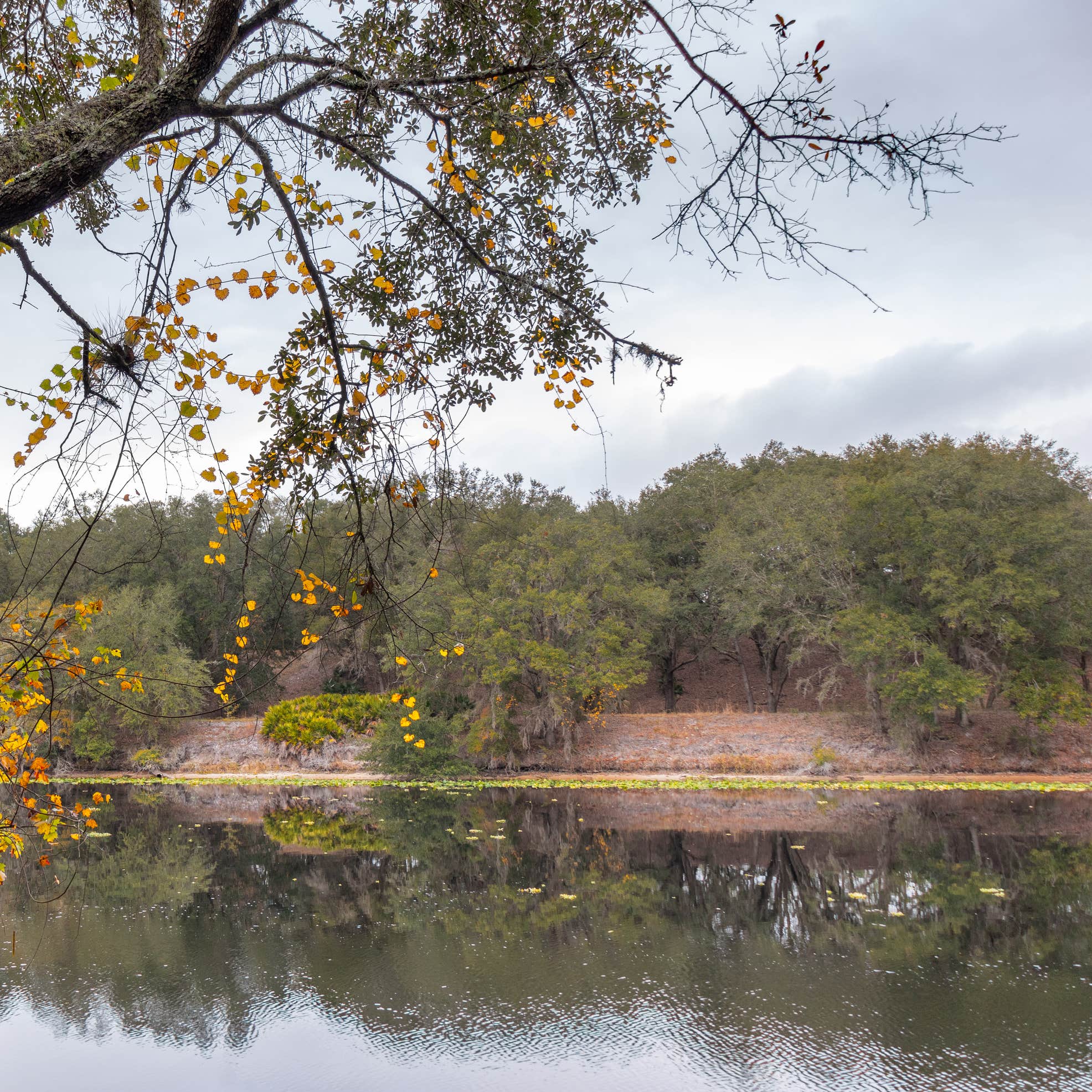 Rodman Campground | Welaka, Florida