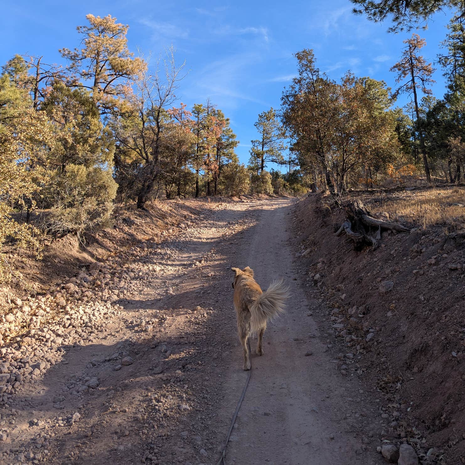Meadow Creek Road Camping | Hanover, New Mexico