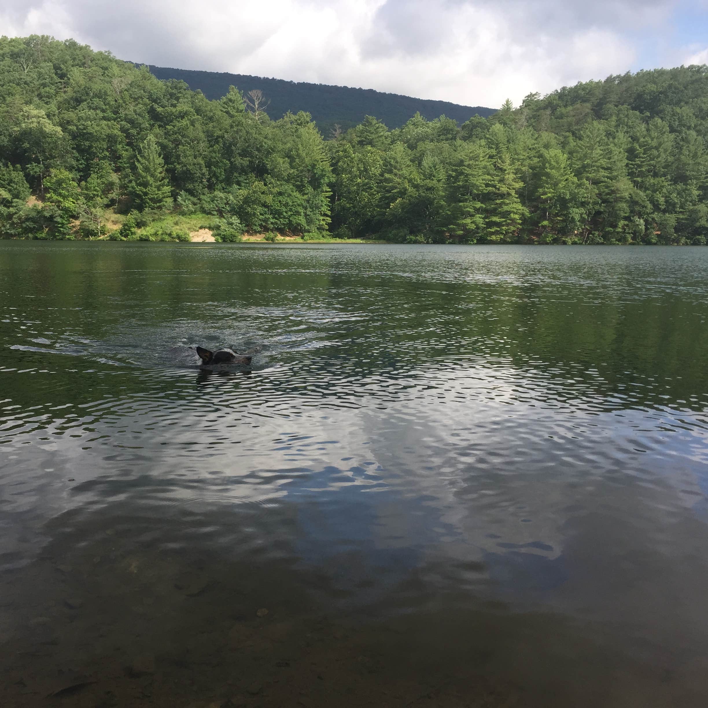 Douthat State Park Camping | The Dyrt