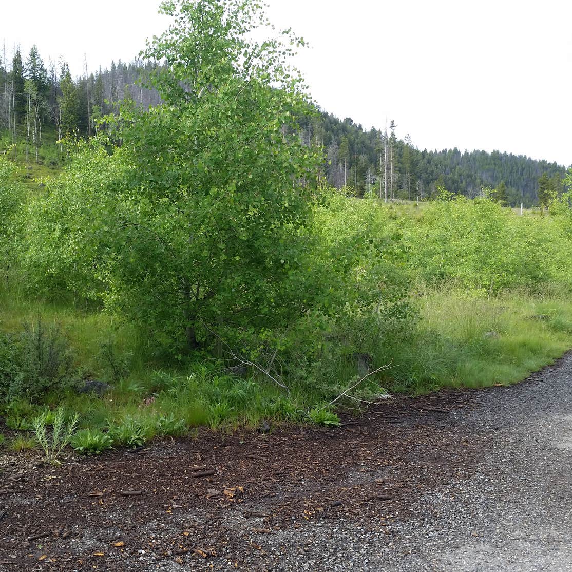 Ladysmith Camping | Basin, MT