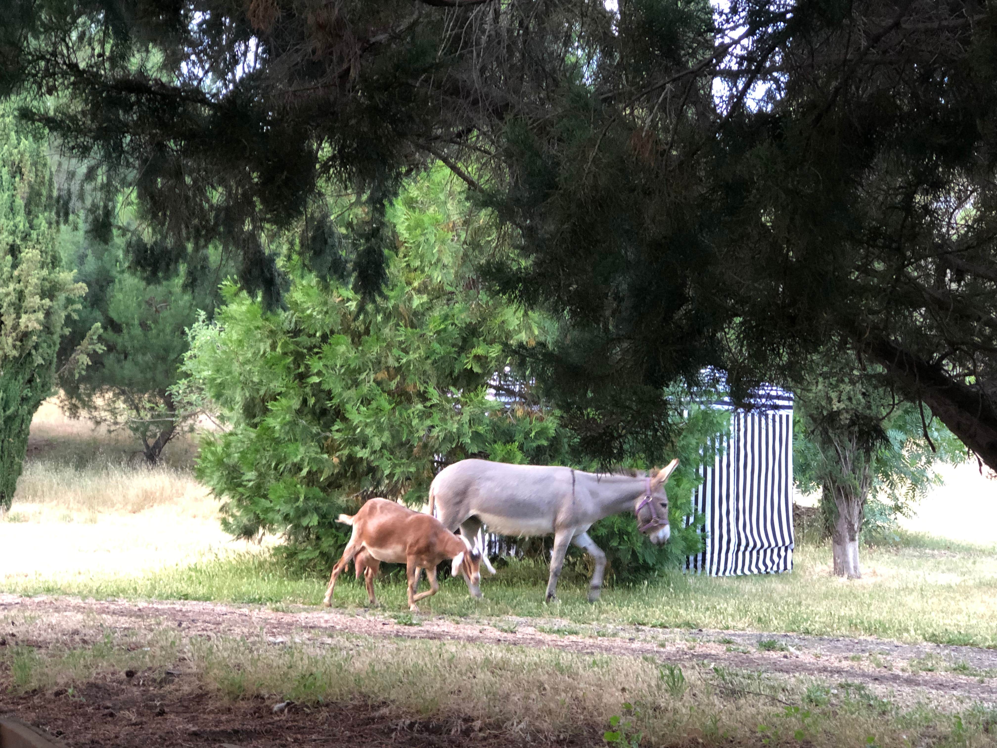 Stepping Stone Farm Camping | San Martin, CA