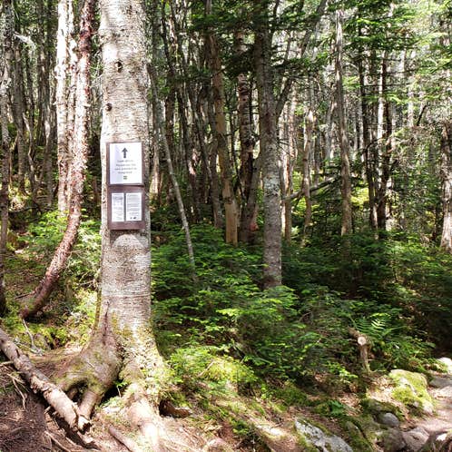 Valley Way Tentsite Camping | Randolph, NH