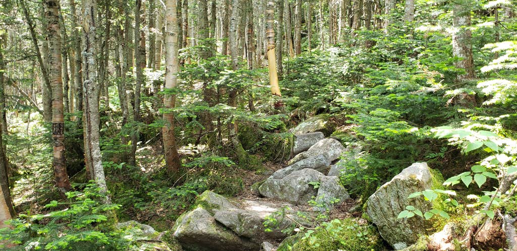 Valley Way Tentsite Camping | Randolph, NH