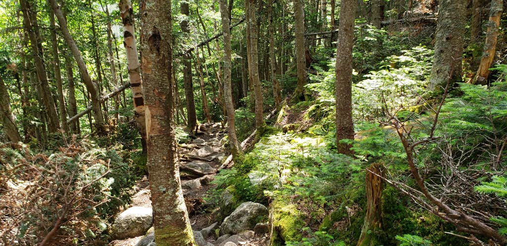 Valley Way Tentsite Camping | Randolph, NH