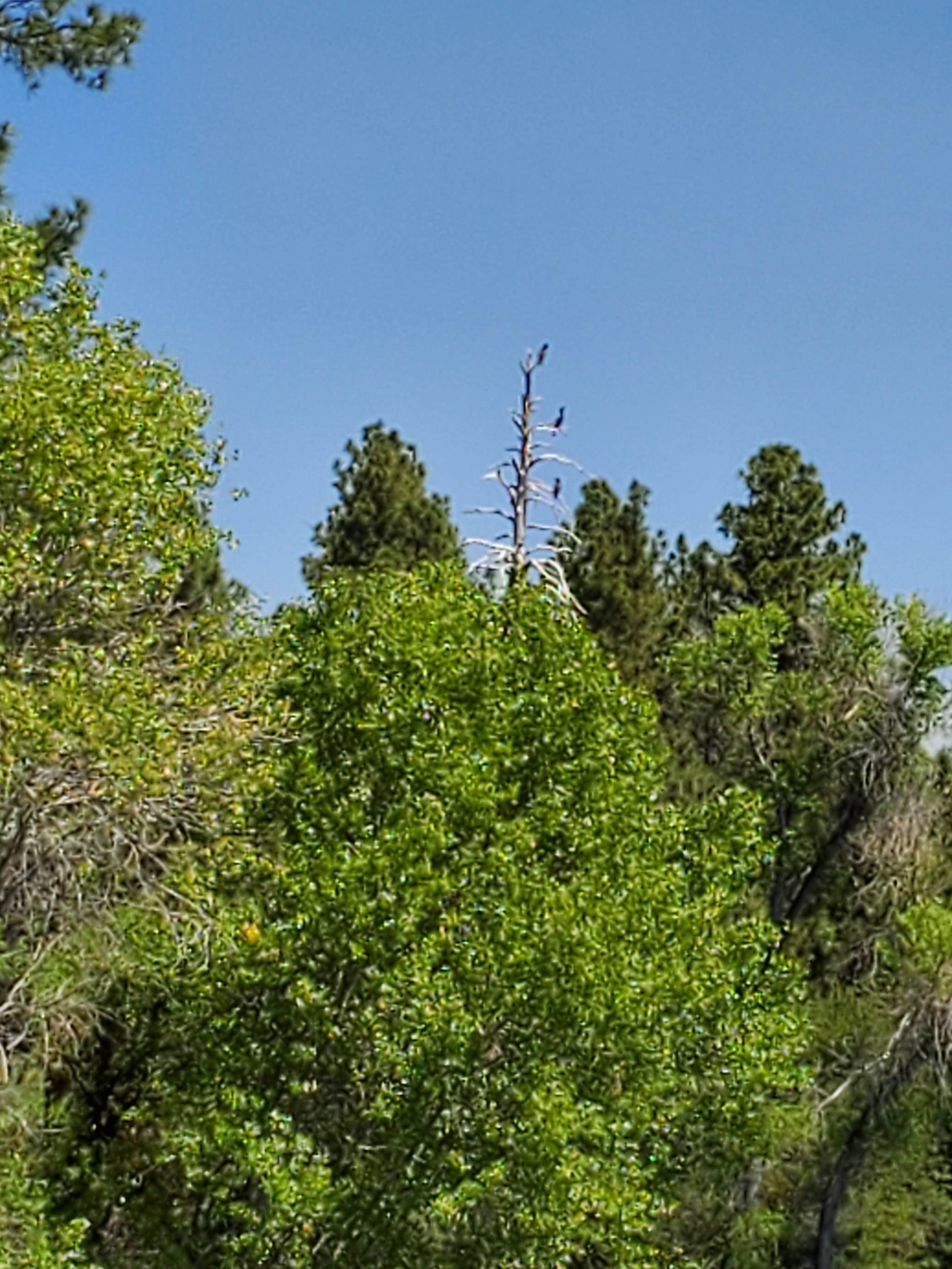 Prescott National Forest Dispersed | The Dyrt