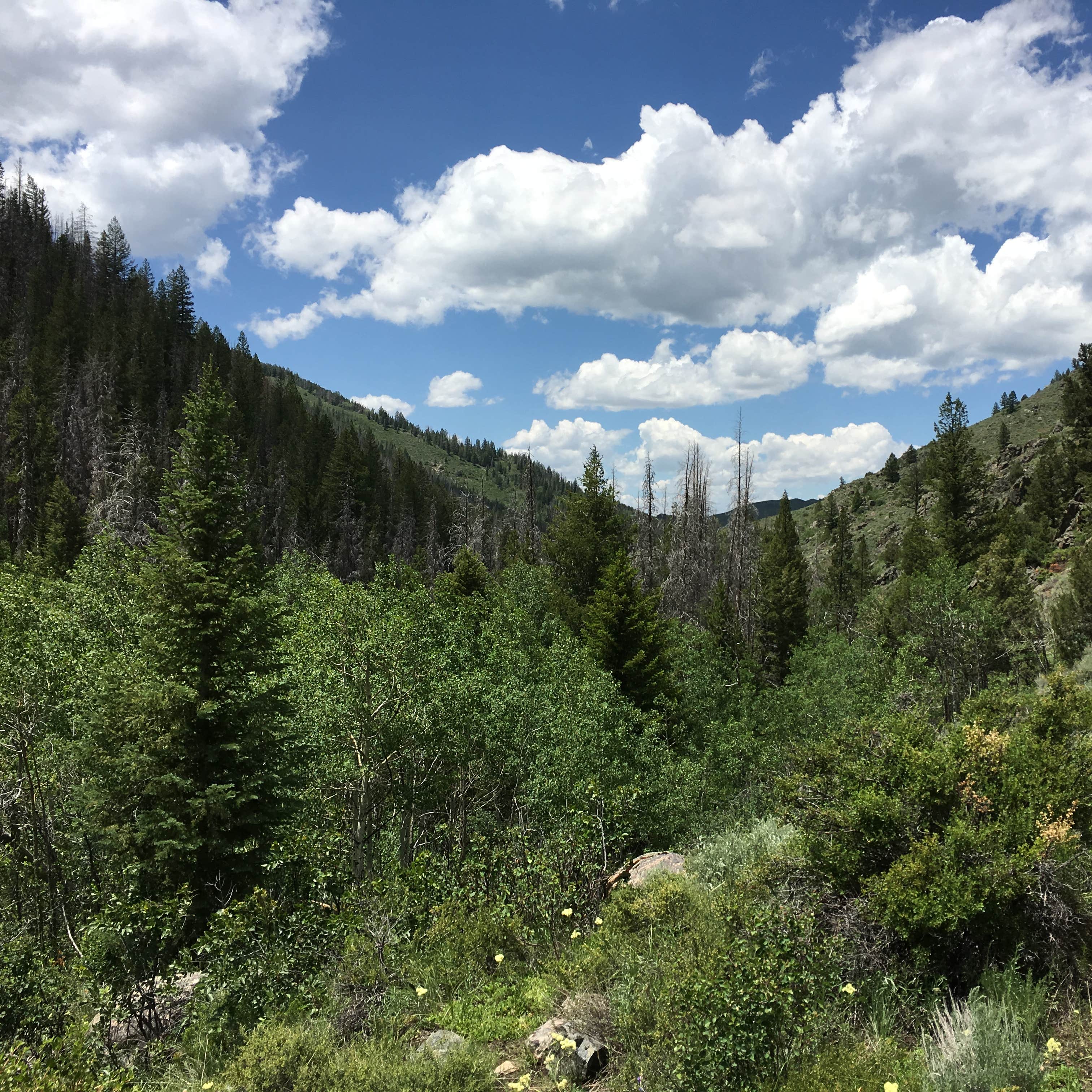 Pickaroon Campground Camping | The Dyrt