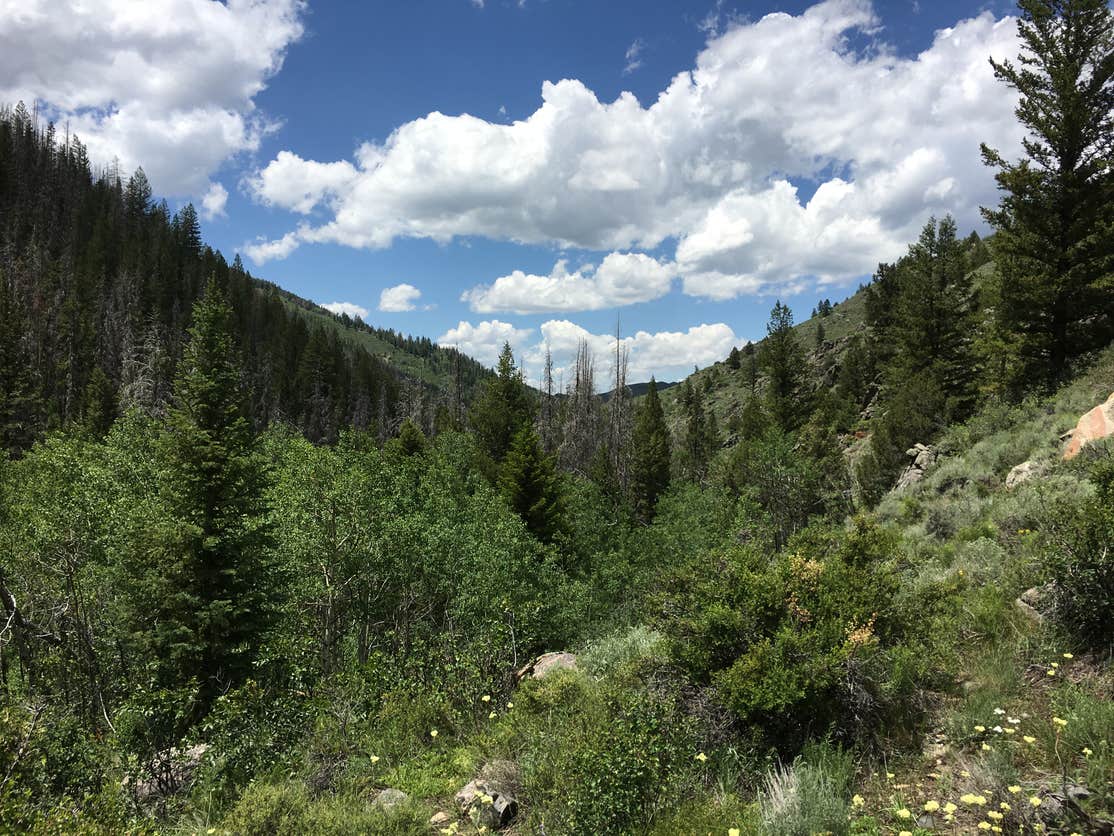 Pickaroon Campground Camping | The Dyrt