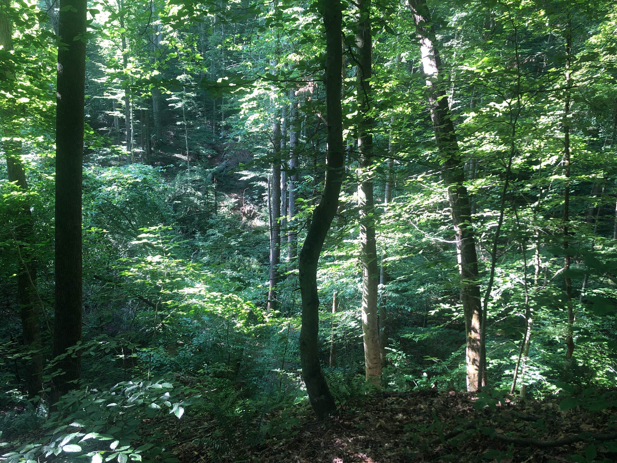 Charles C. Deam Wilderness Camping | The Dyrt