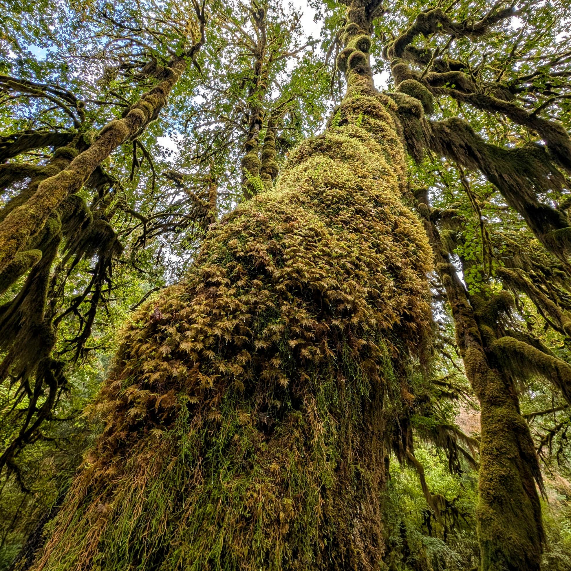 Hoh Campground — Olympic National Park | Sol Duc Hot Springs, Washington