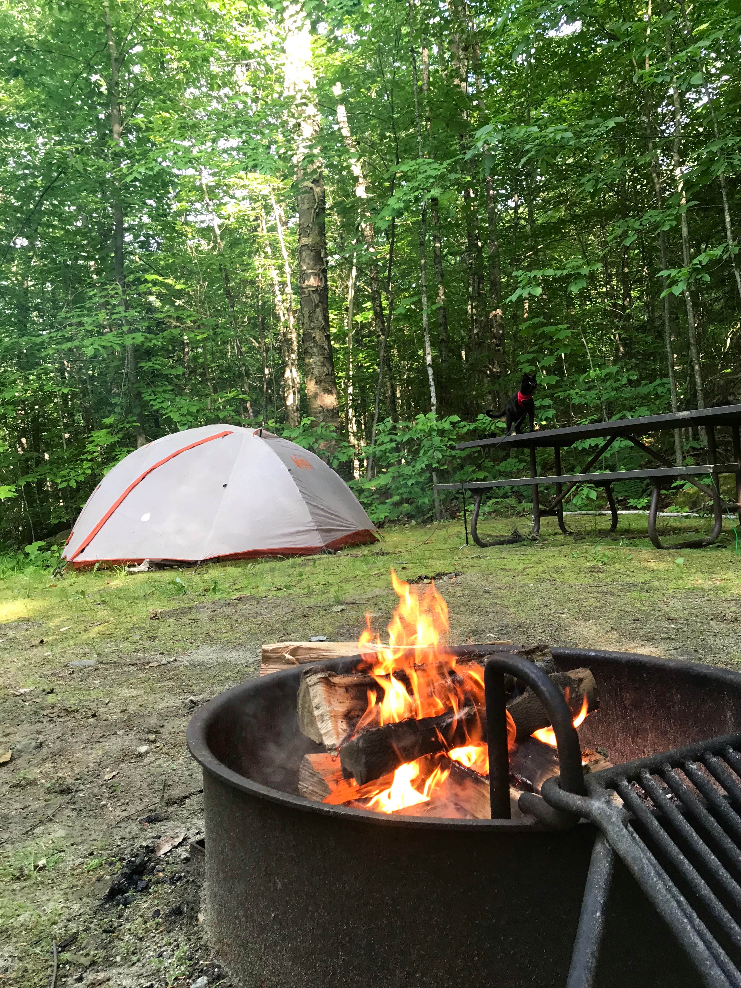 Maidstone State Park Camping | The Dyrt