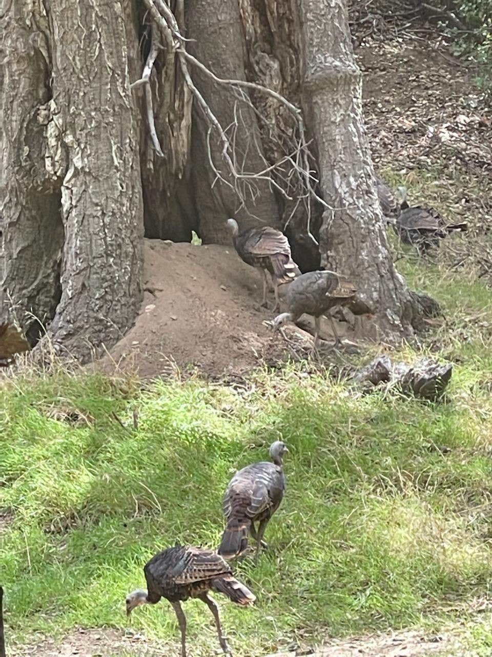 Banner Ranch Julian Camping | Julian, California