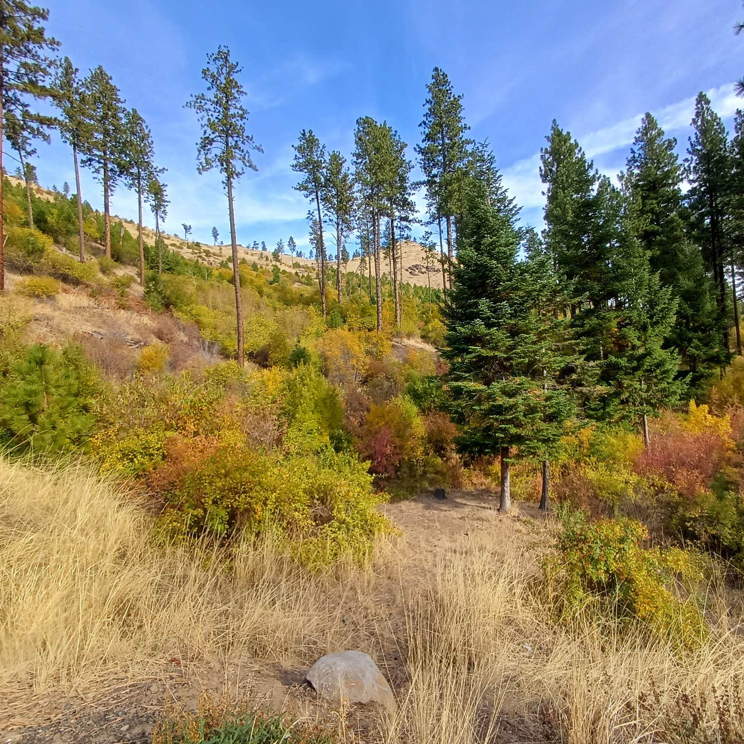W.T. Wooten Campground #8 | Dayton, Washington
