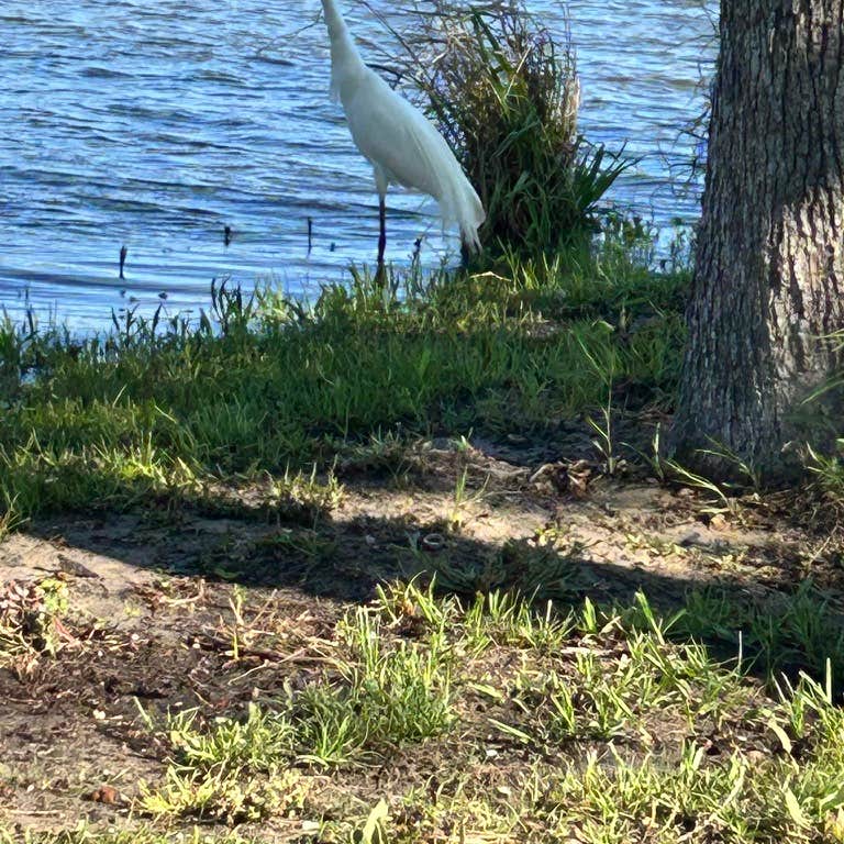 Taw Caw Campground and Marina | Summerton, South Carolina