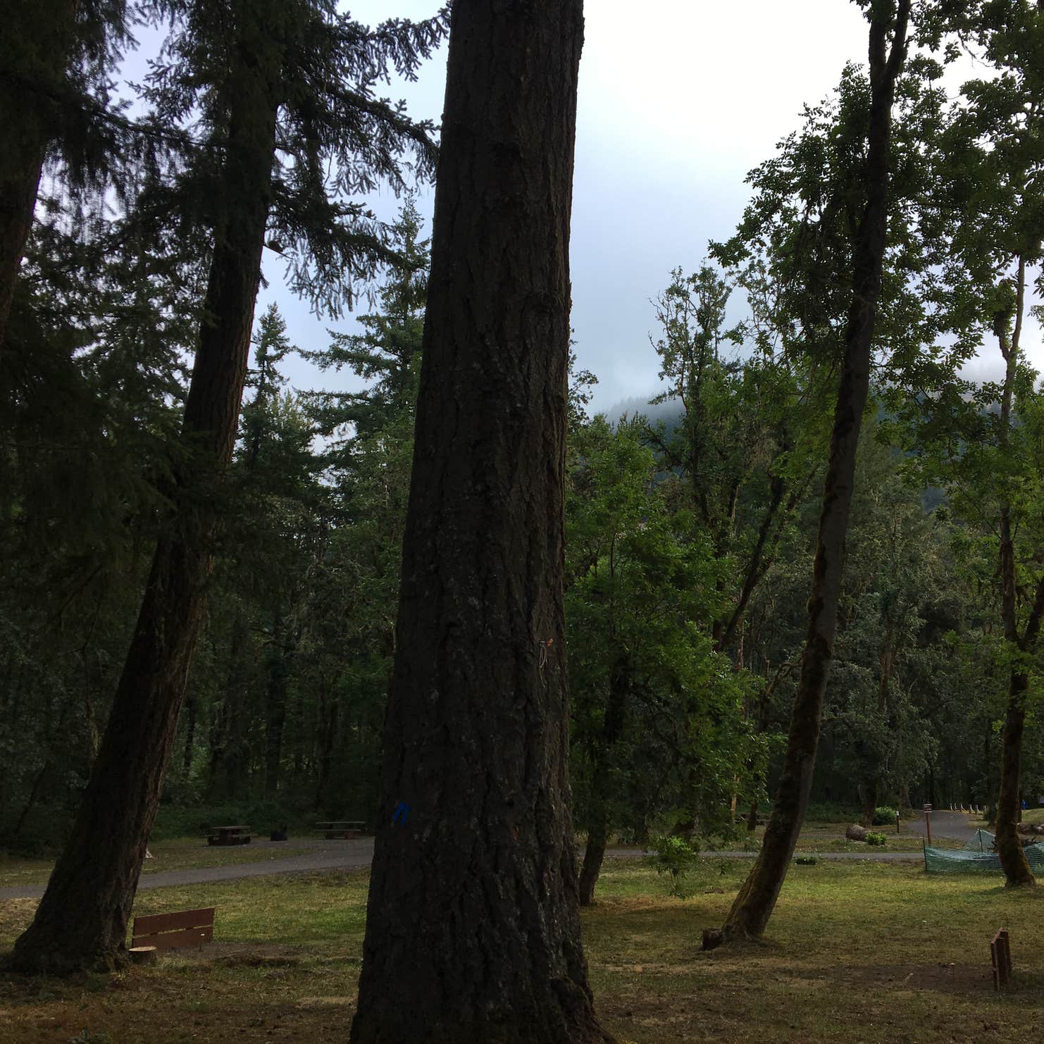 COE Dorena Reservoir Schwarz Campground | Cottage grove, OR