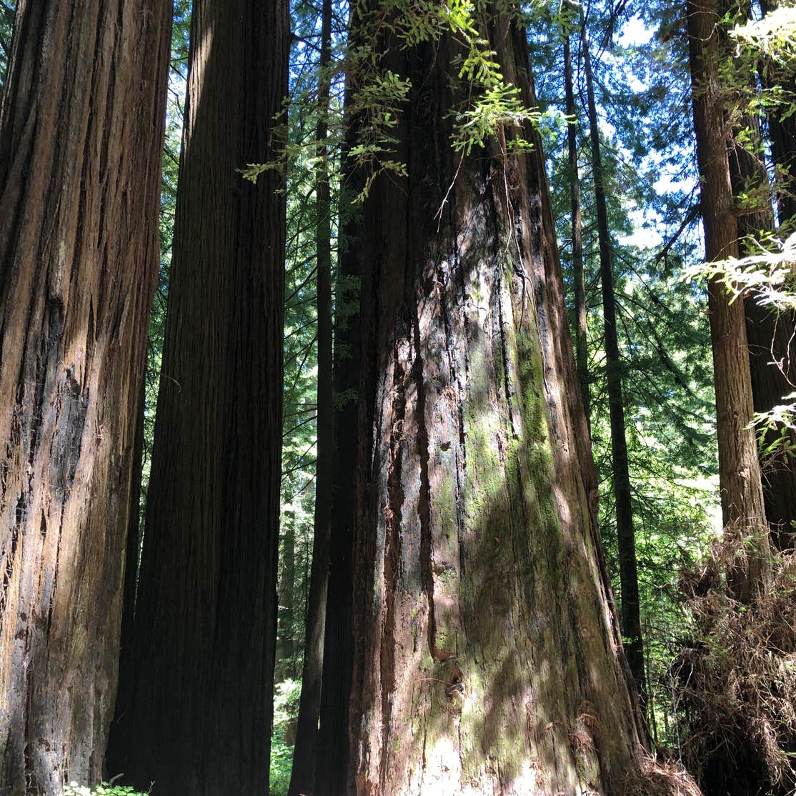 Redcrest Resort Camping | Redcrest, California