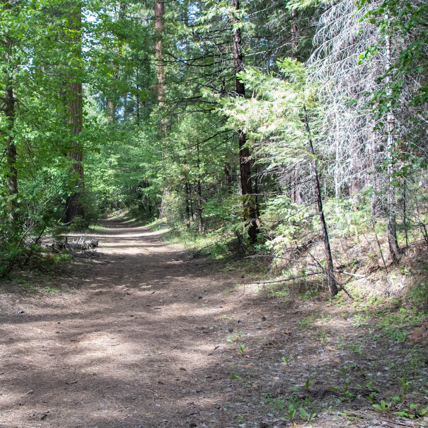 Boards Crossing Camping | Camp Connell, California