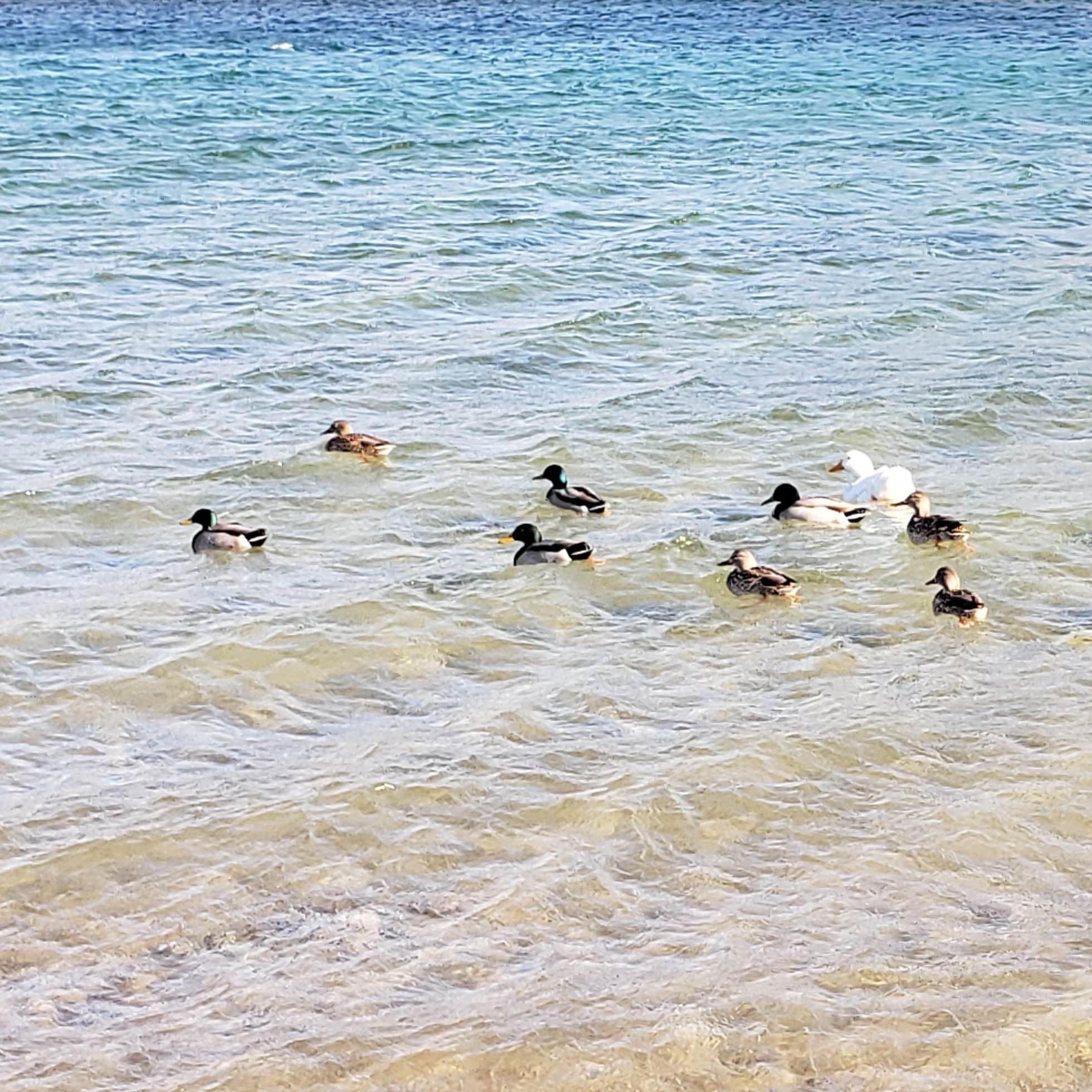 Lake Mohave - Nevada Telephone Cove — Lake Mead National Recreation ...