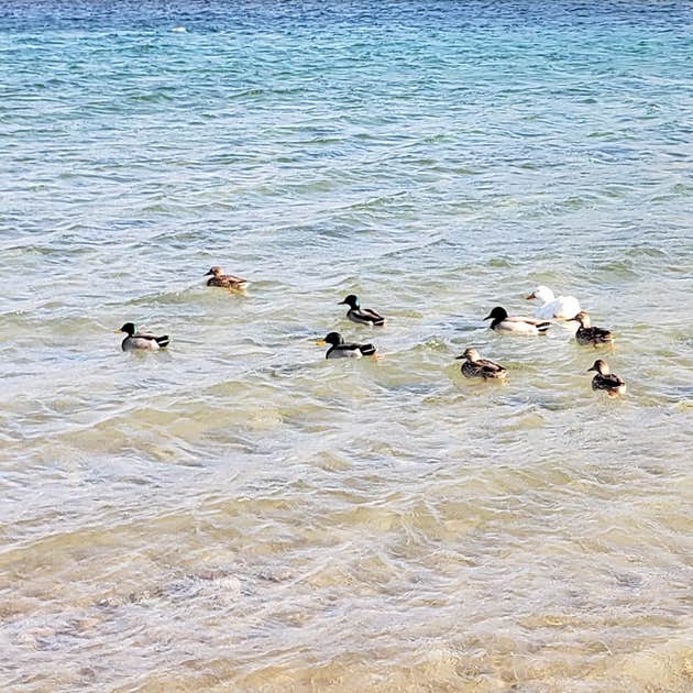 Lake Mohave - Nevada Telephone Cove — Lake Mead National Recreation ...