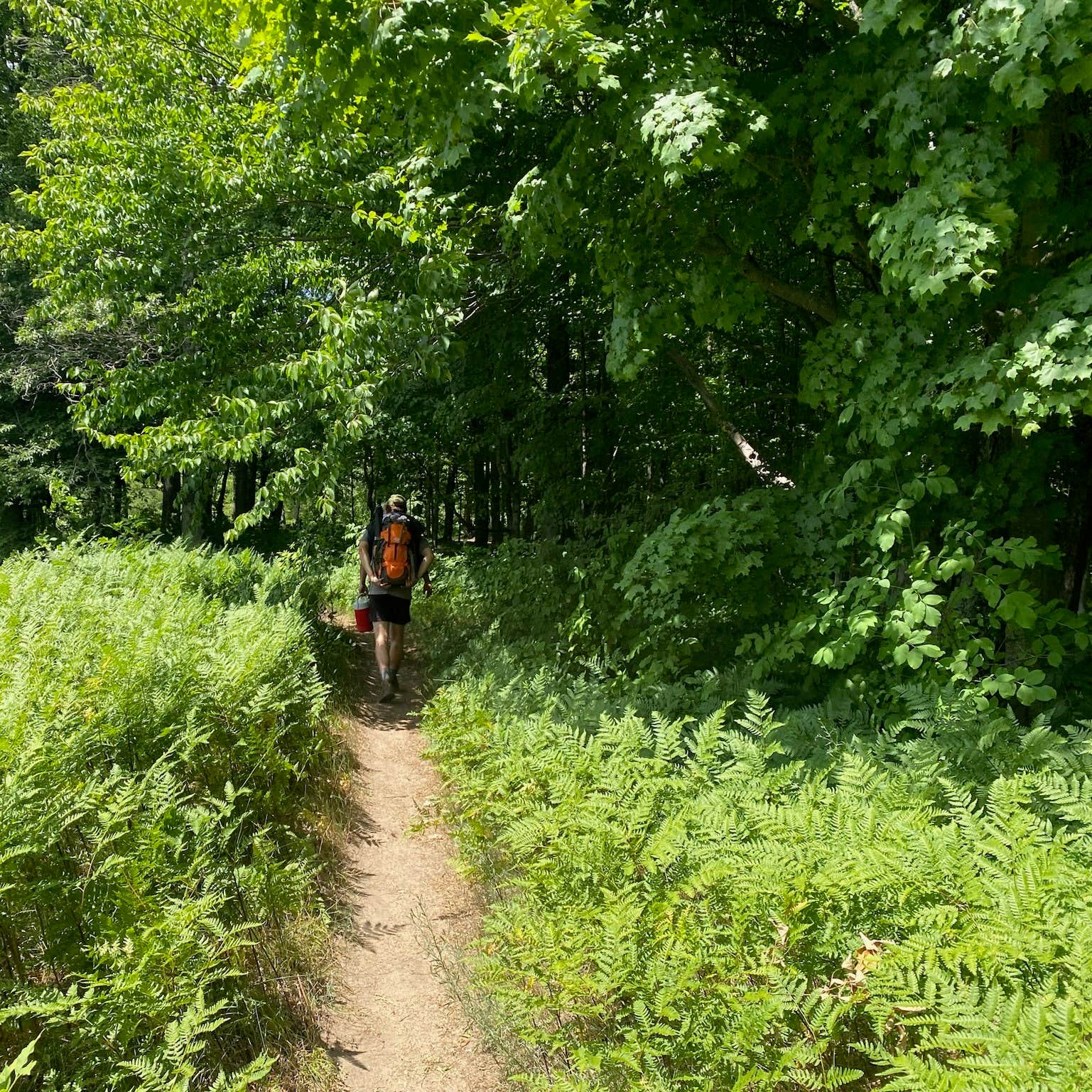 Manistee River Trail Dispersed Camping | Huron-Manistee National ...
