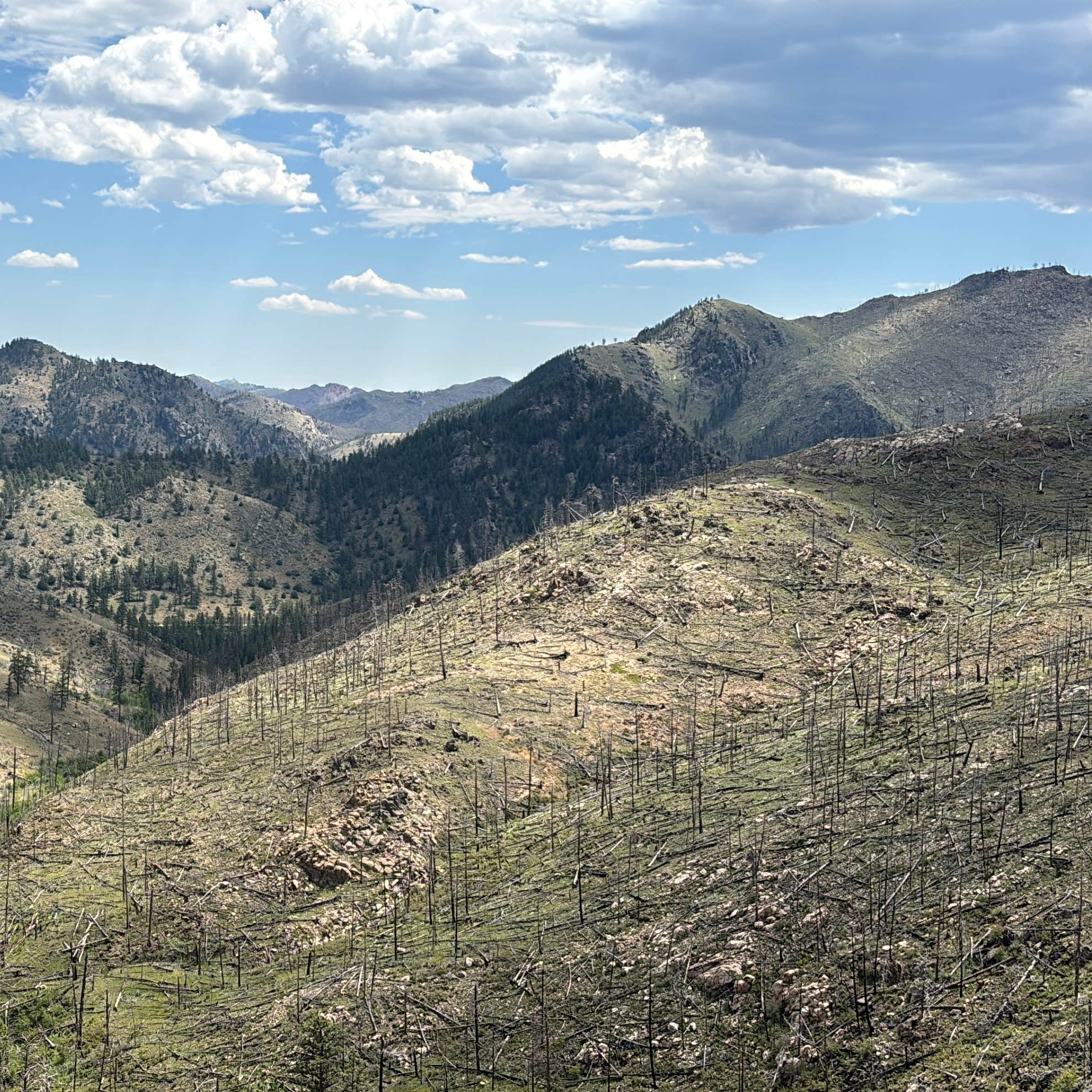 Pingree Road Dispersed Camping | Red Feather Lakes, Colorado