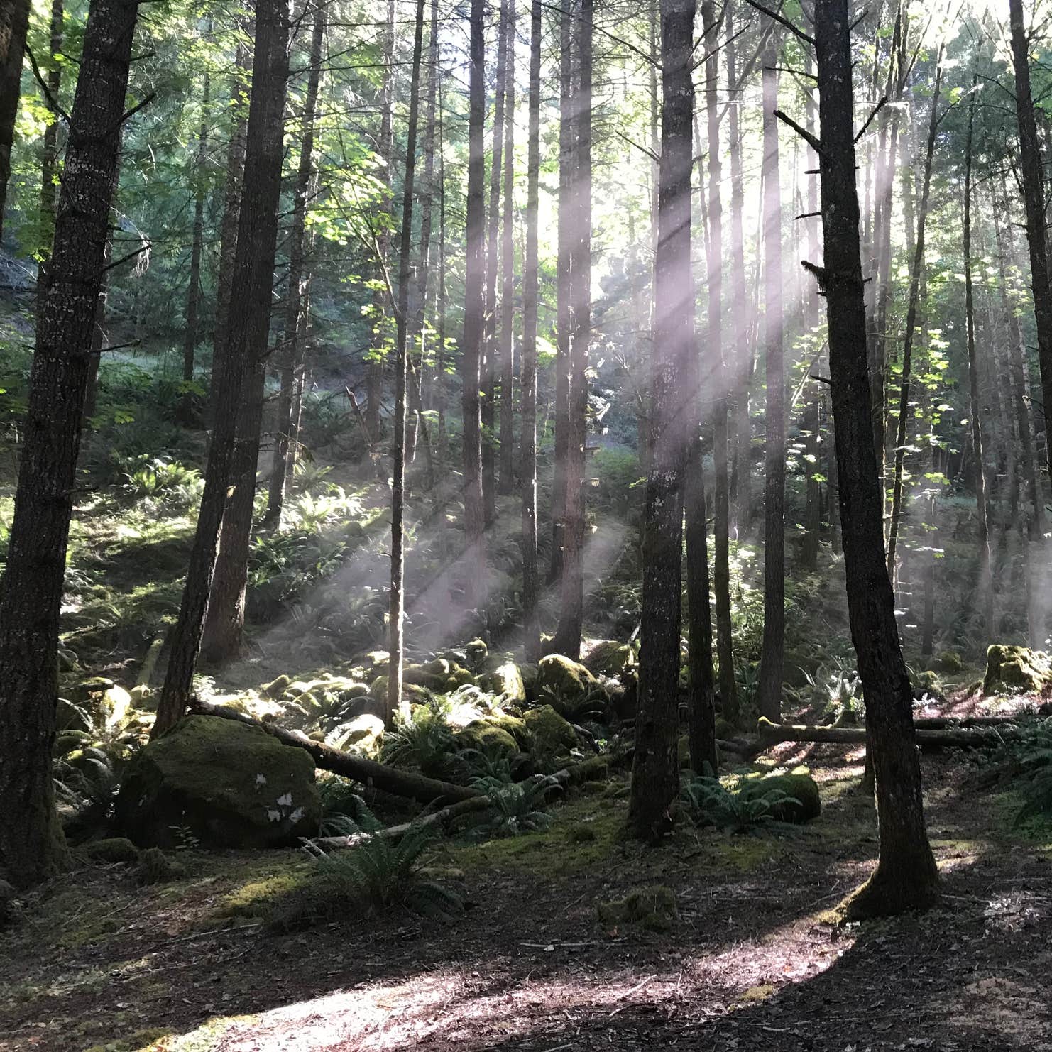 Sunnyside Campground | Mckenzie Bridge, Oregon
