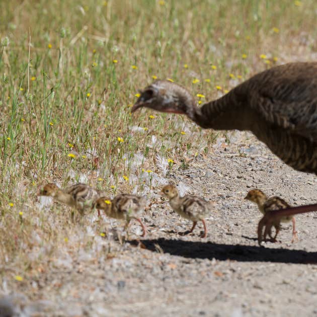 Sycamore Ranch RV Park | Smartsville, California
