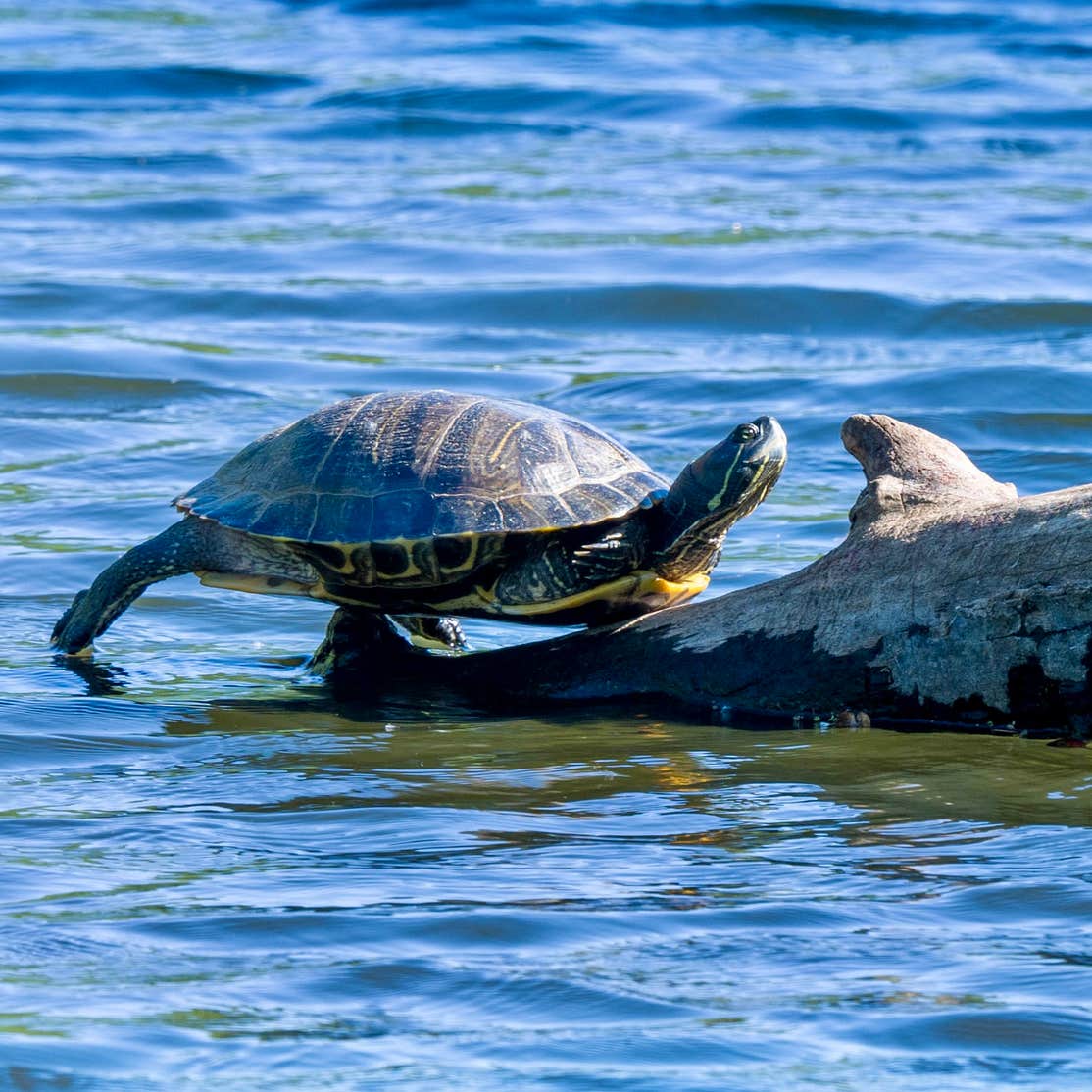 Sycamore Ranch RV Park | Smartsville, California