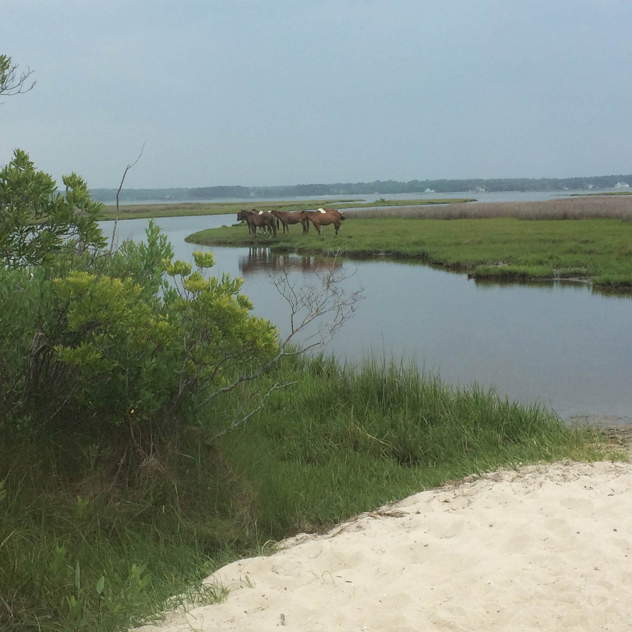 Assateague State Park Camping | The Dyrt