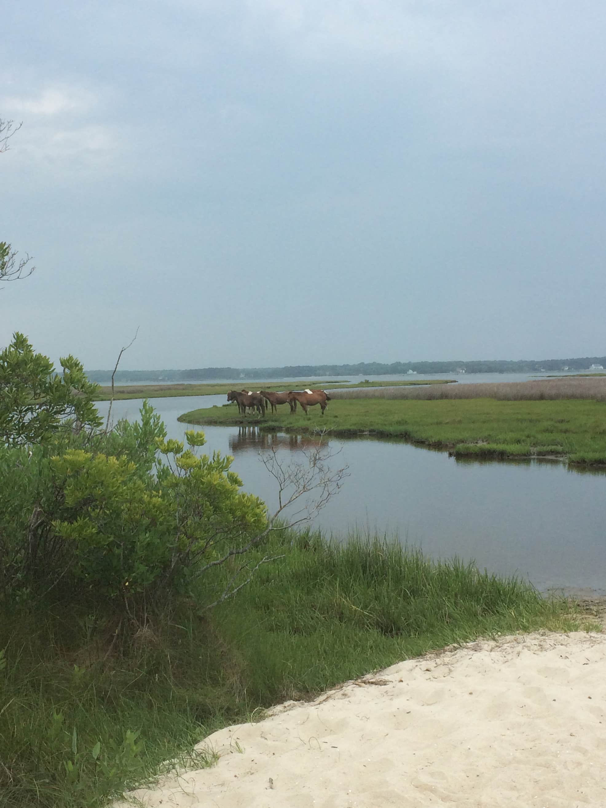 Assateague State Park | The Dyrt