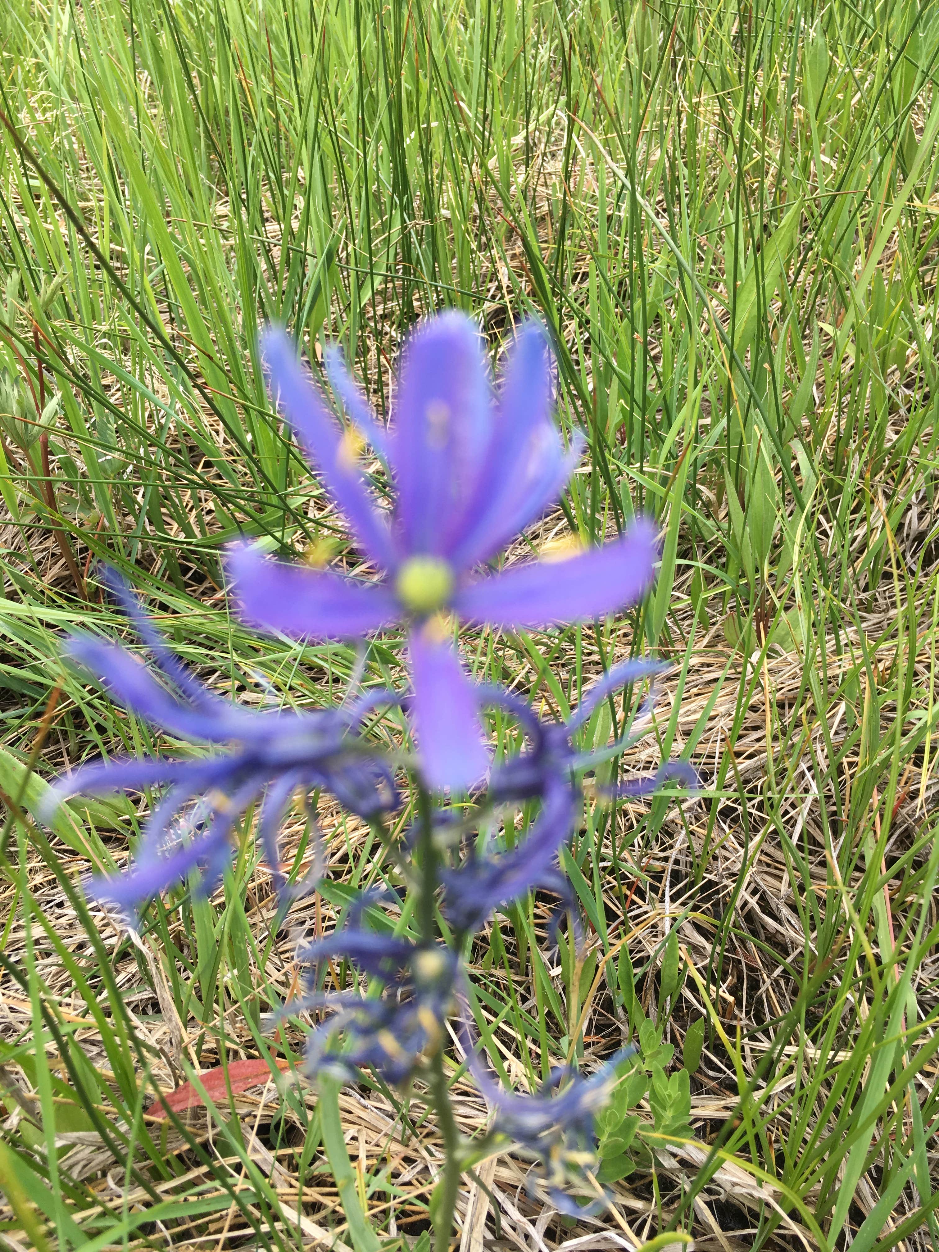 Chinook Bay Campground | Stanley, ID