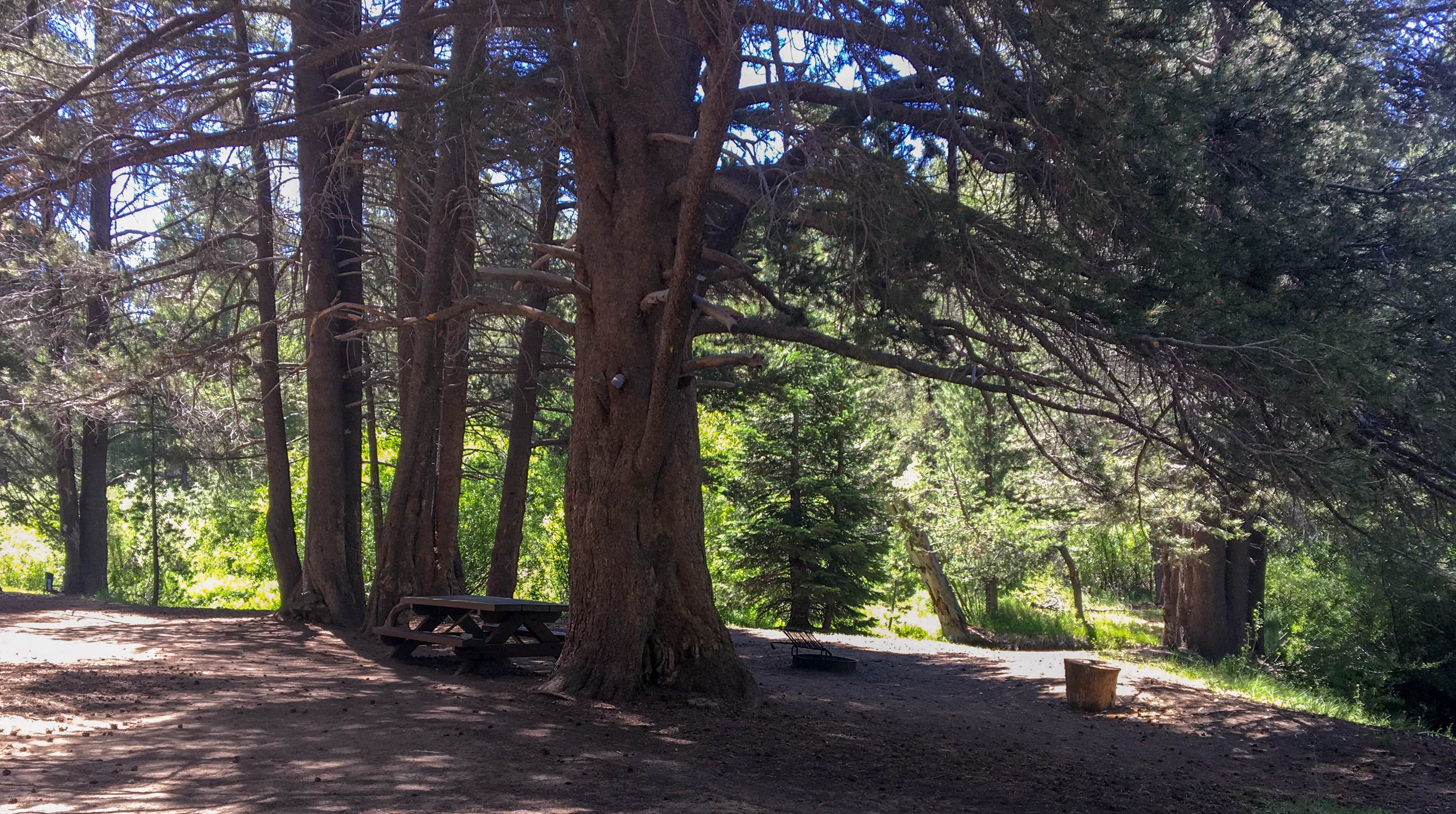Horse Meadow Campground | Johnsondale, CA