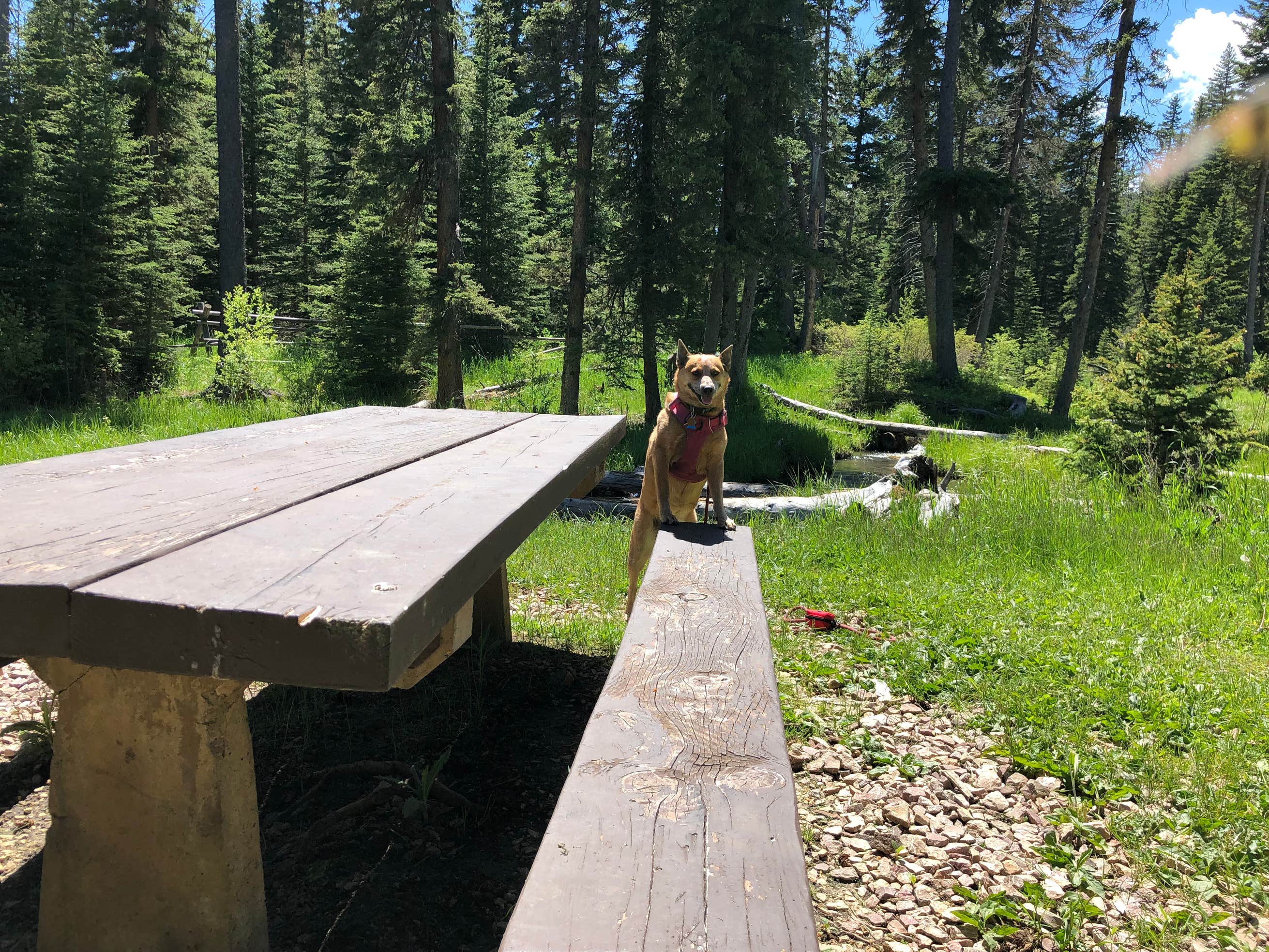 Black Fox Campground | The Dyrt