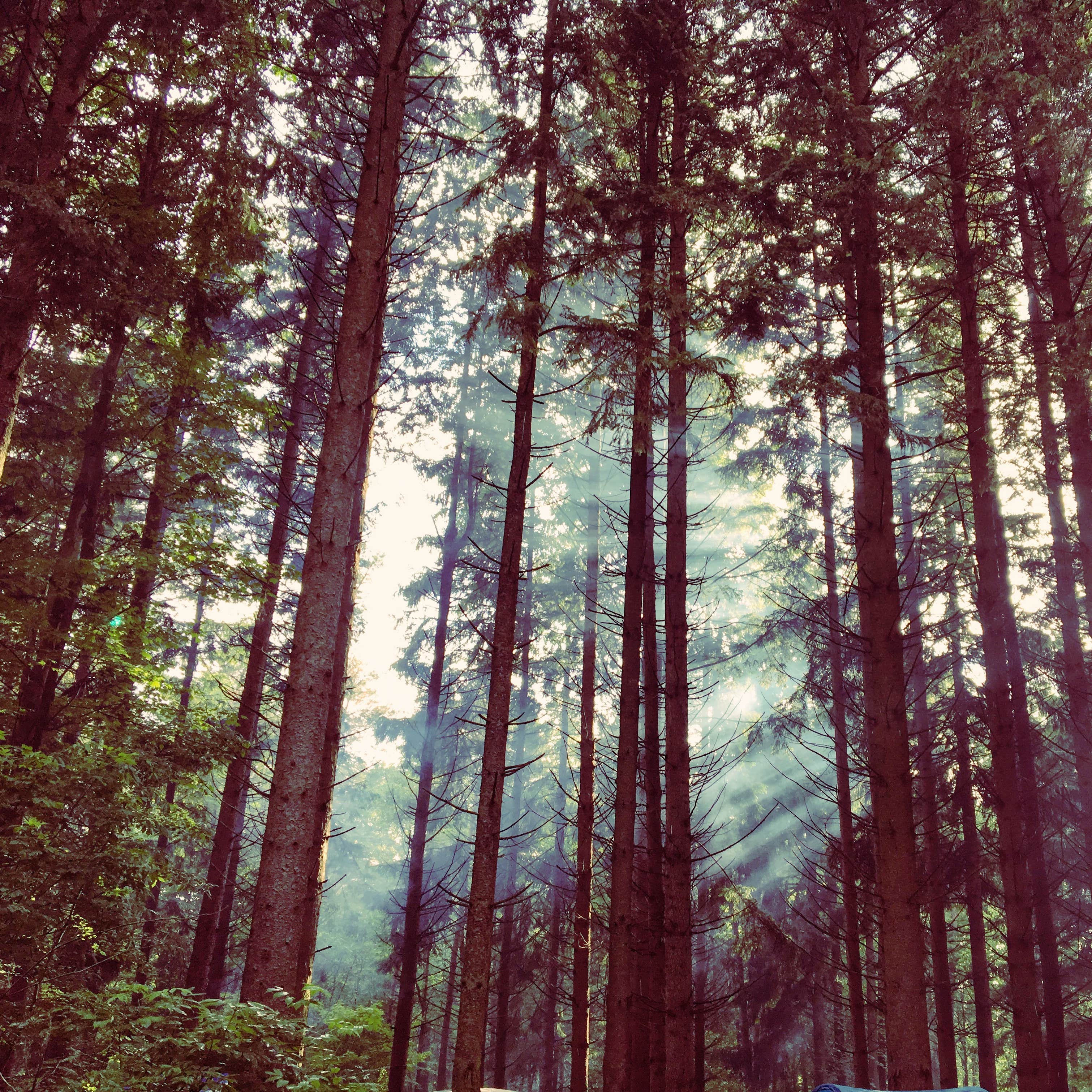 Blueberry Patch Campground — Green Mountain & Finger Lakes National ...