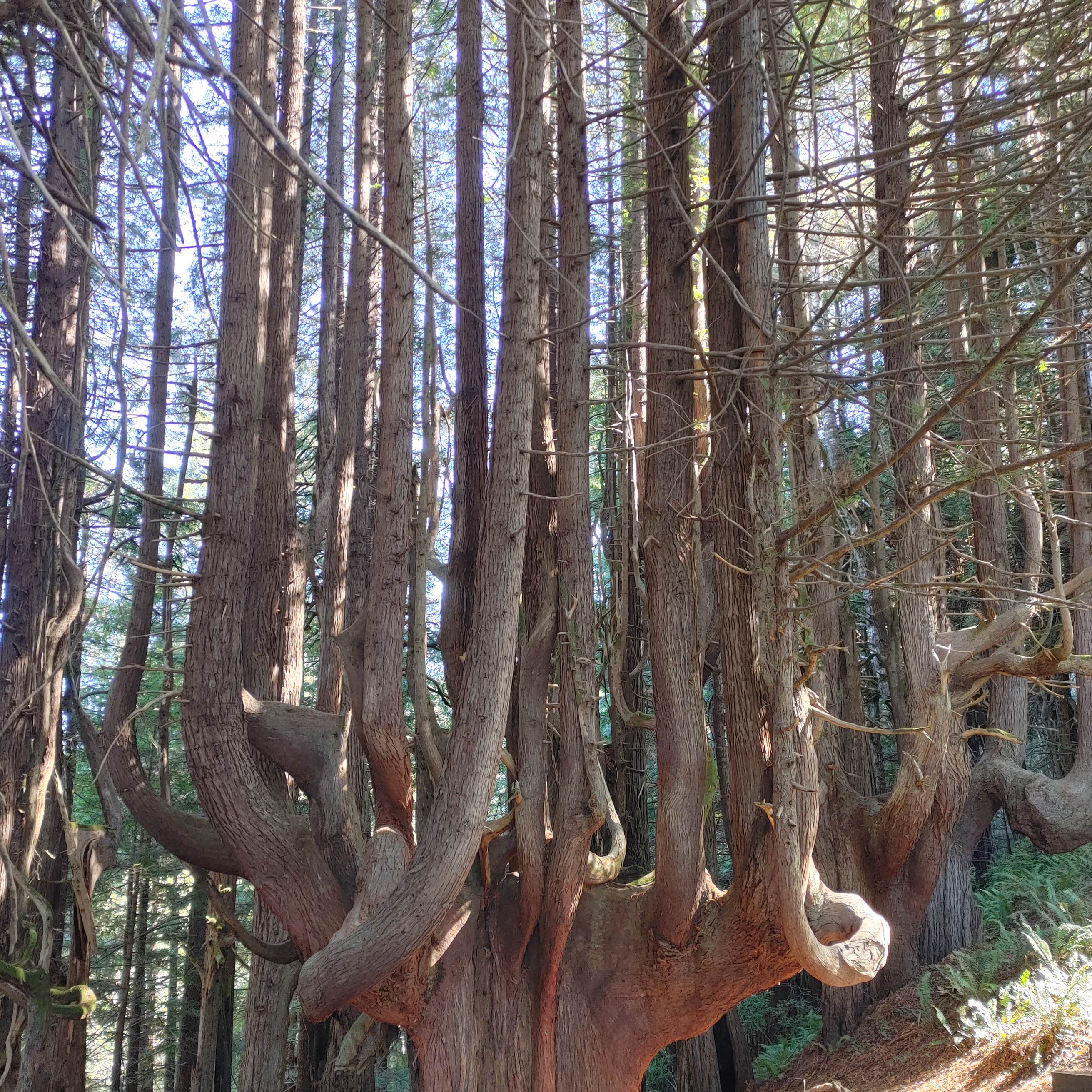 Usal Beach Campsites — Sinkyone Wilderness State Park | Leggett, California