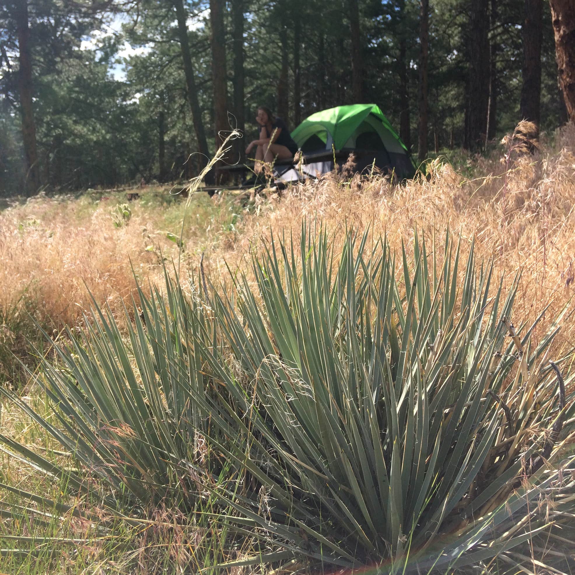 Sawmill Hiker Campground Camping | The Dyrt