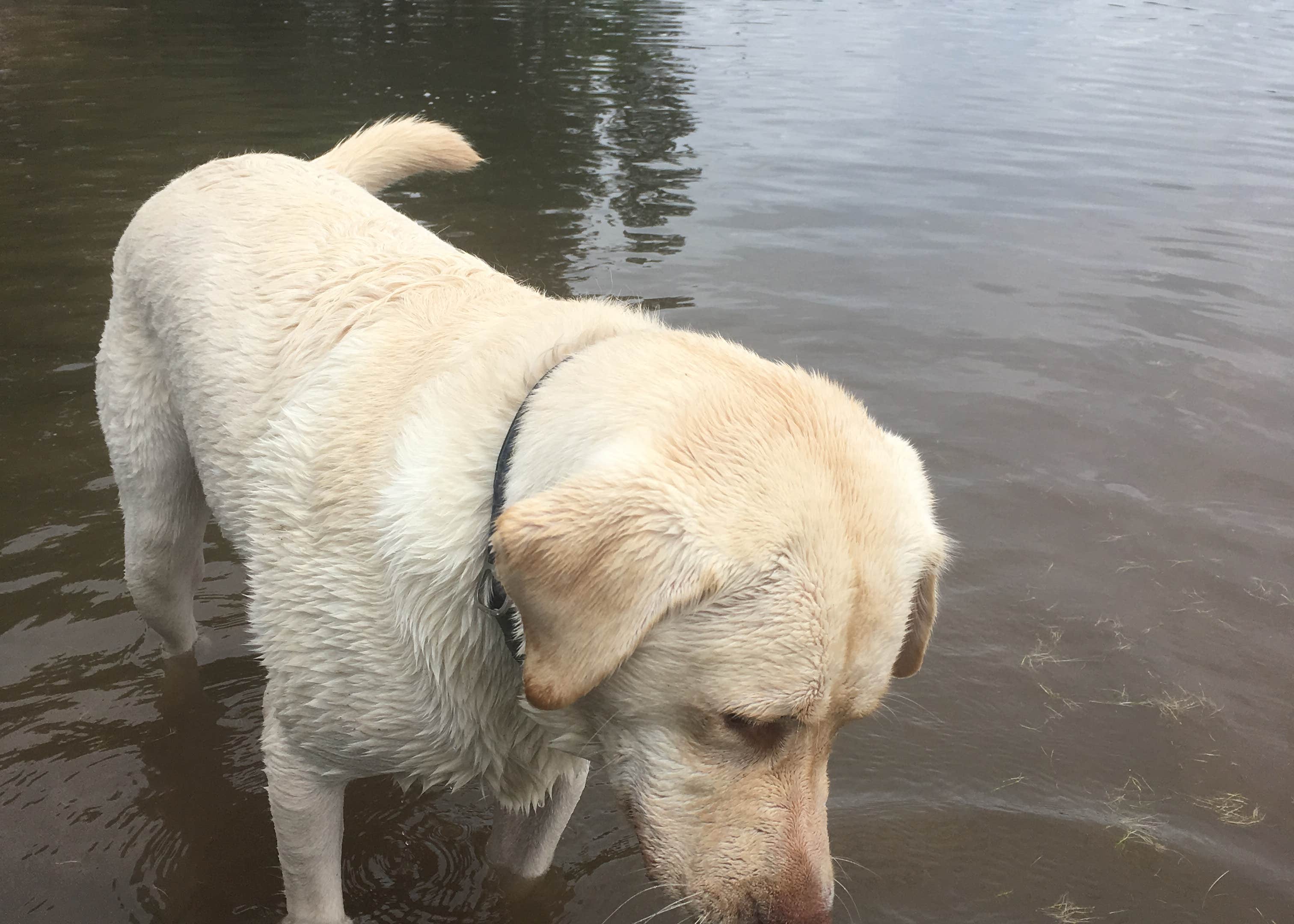 Pine Hollow Lakeside Resort Camping | The Dyrt