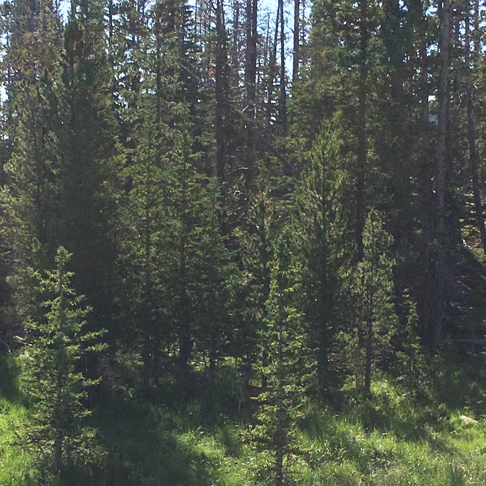 Grandview Campground | Gould, Colorado