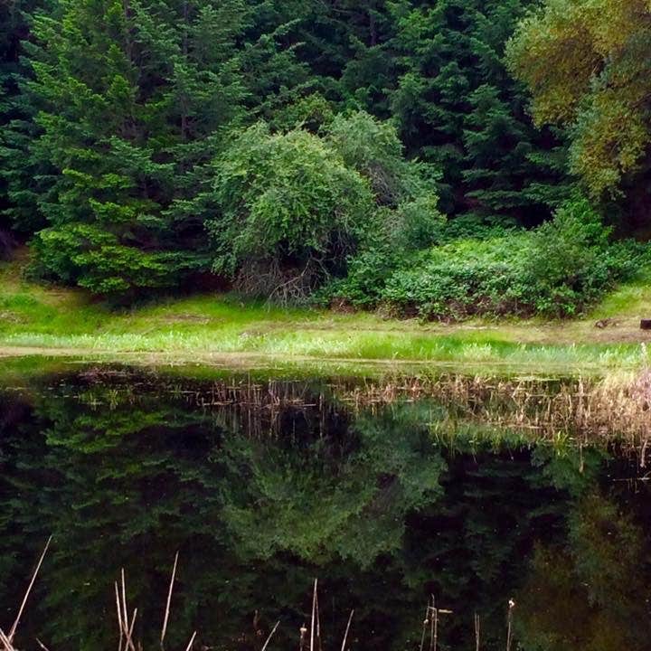 Bullfrog Pond Campground - TEMPORARILY CLOSED | Guerneville, California
