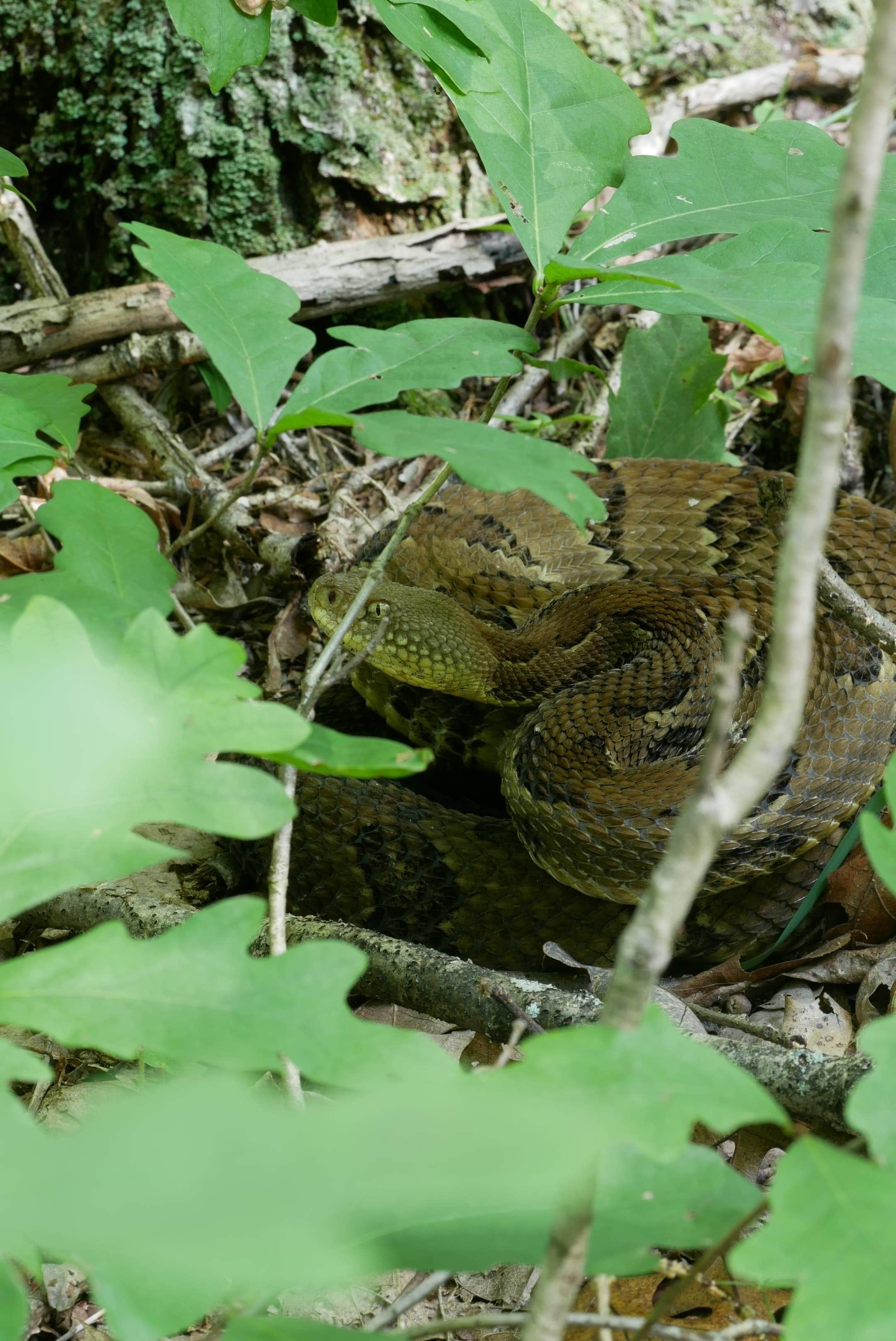Hyner Run State Park Campground | North Bend, PA