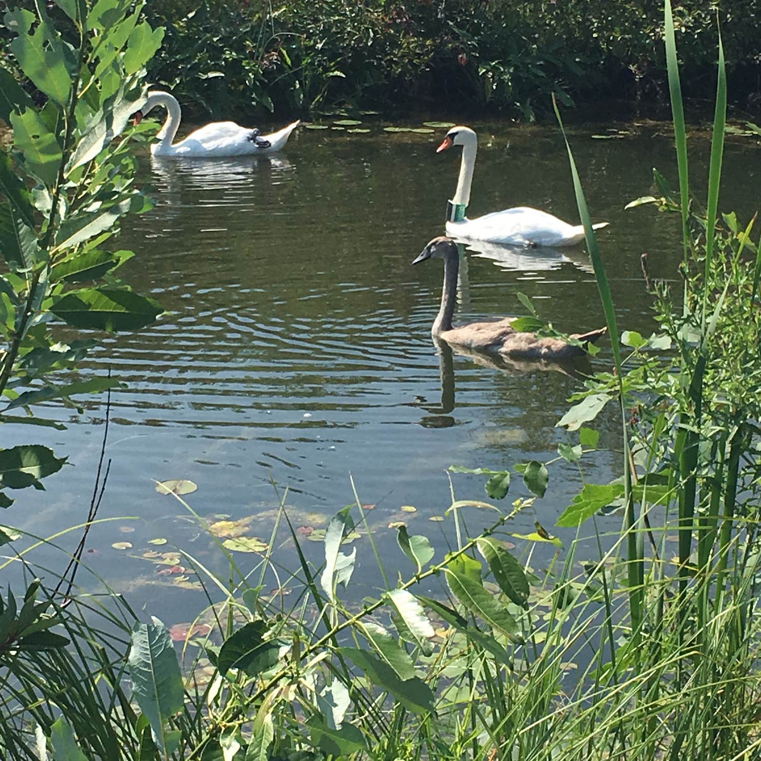 Wabasis Lake County Park Camping | The Dyrt