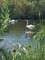 Wabasis Lake Campground (Kent County Park) | The Dyrt