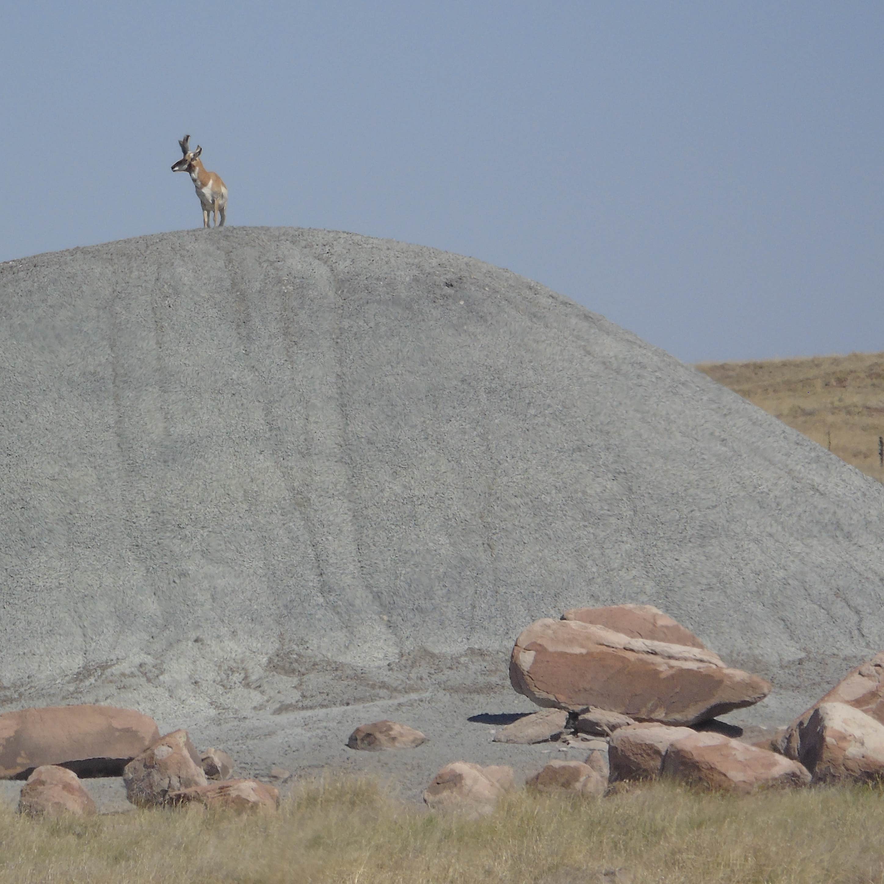 Holbrook/Petrified Forest KOA Camping | The Dyrt