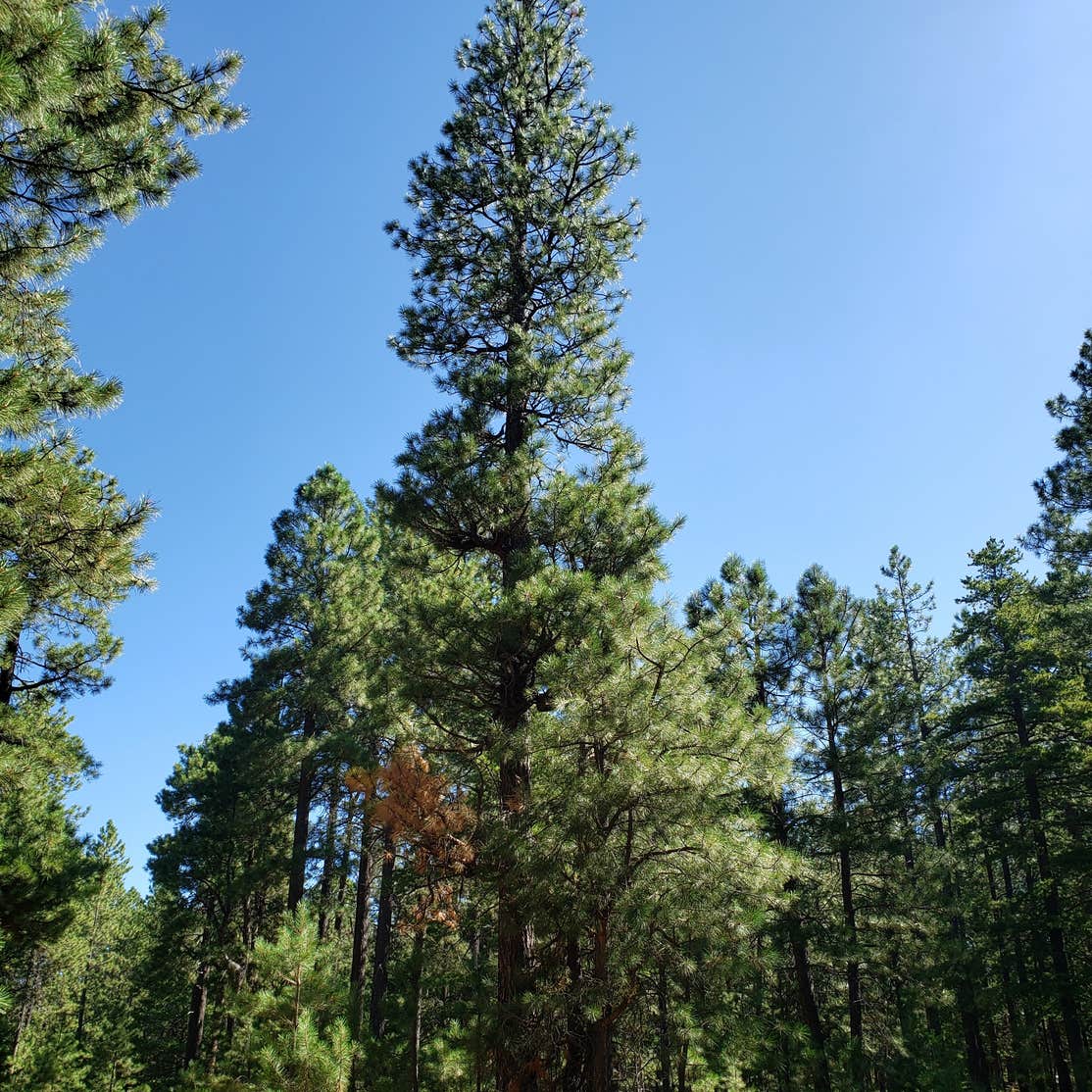 Knoll Lake Campground Camping | The Dyrt