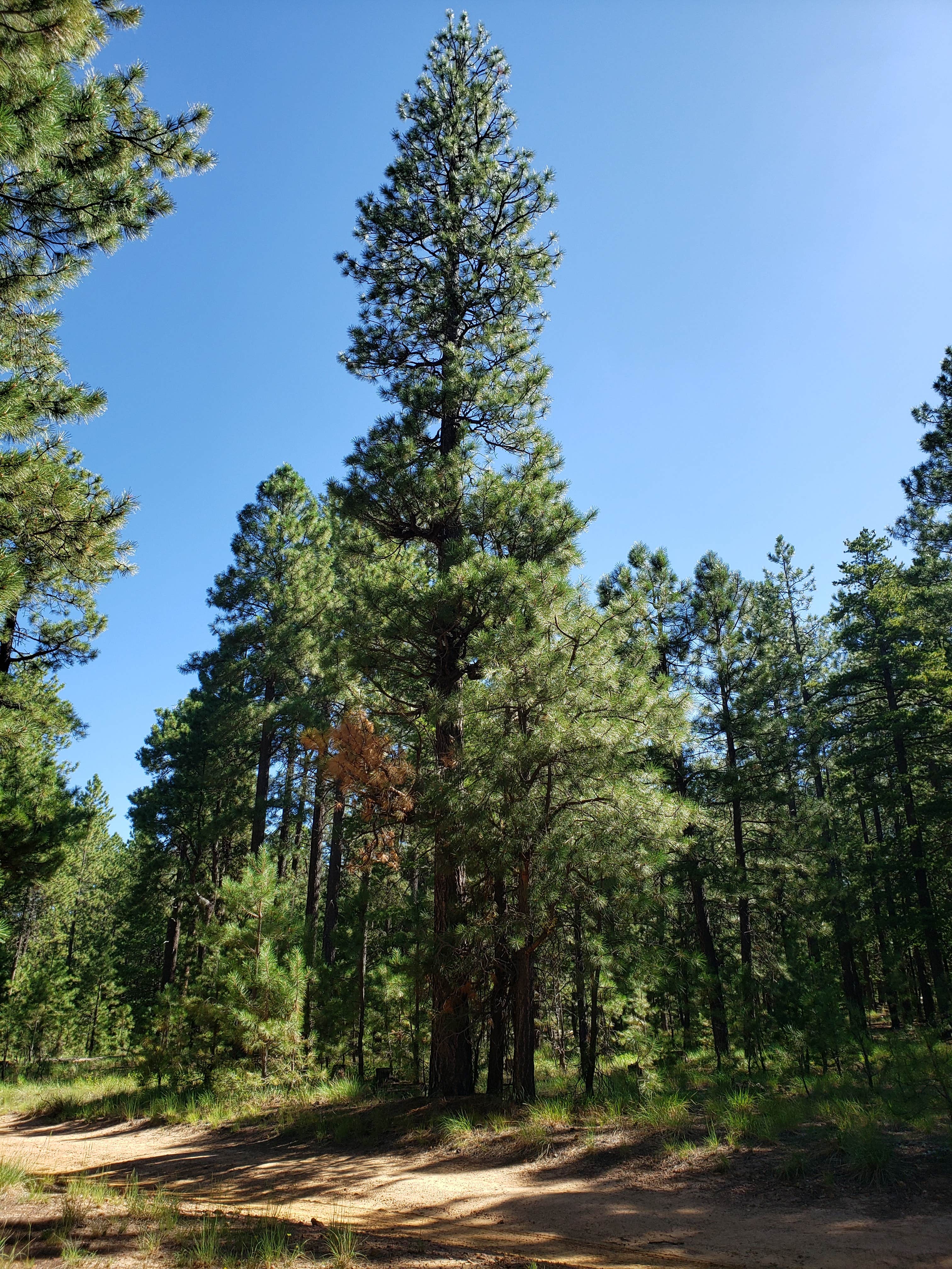 Knoll Lake Campground | Kohls Ranch, Arizona