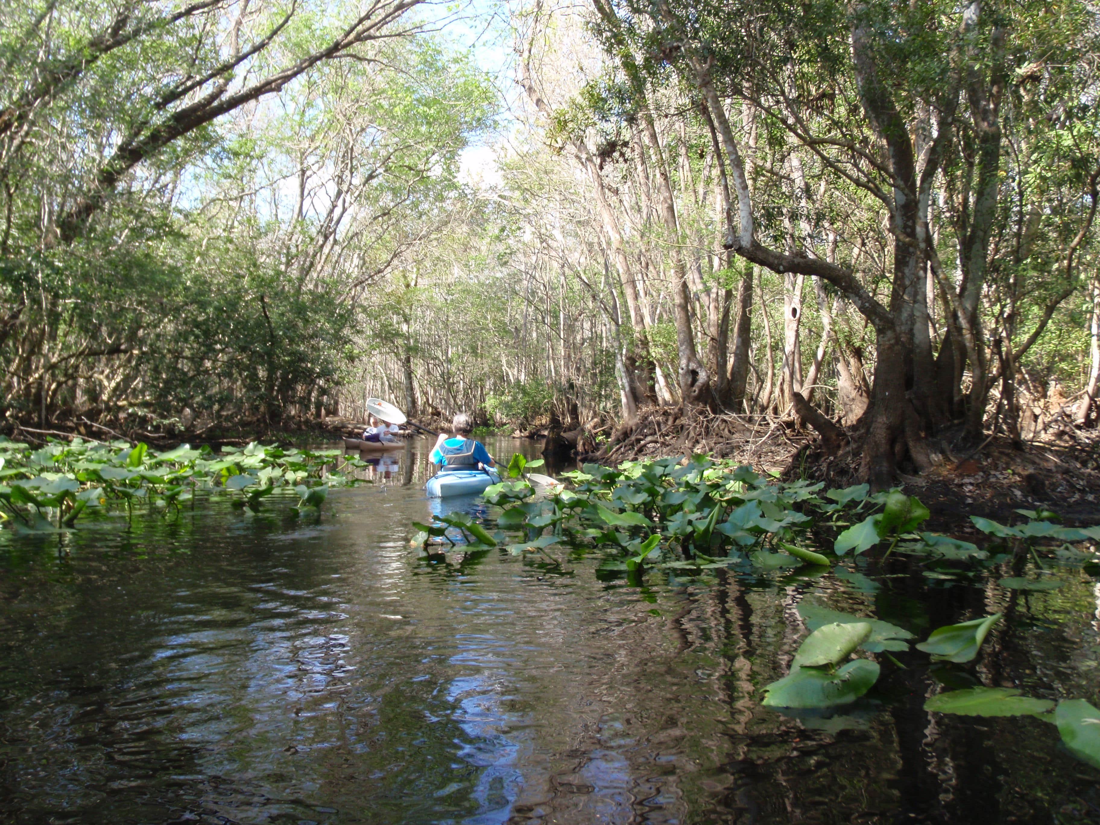 Lake Norris Conservation Area Camping | Paisley, FL