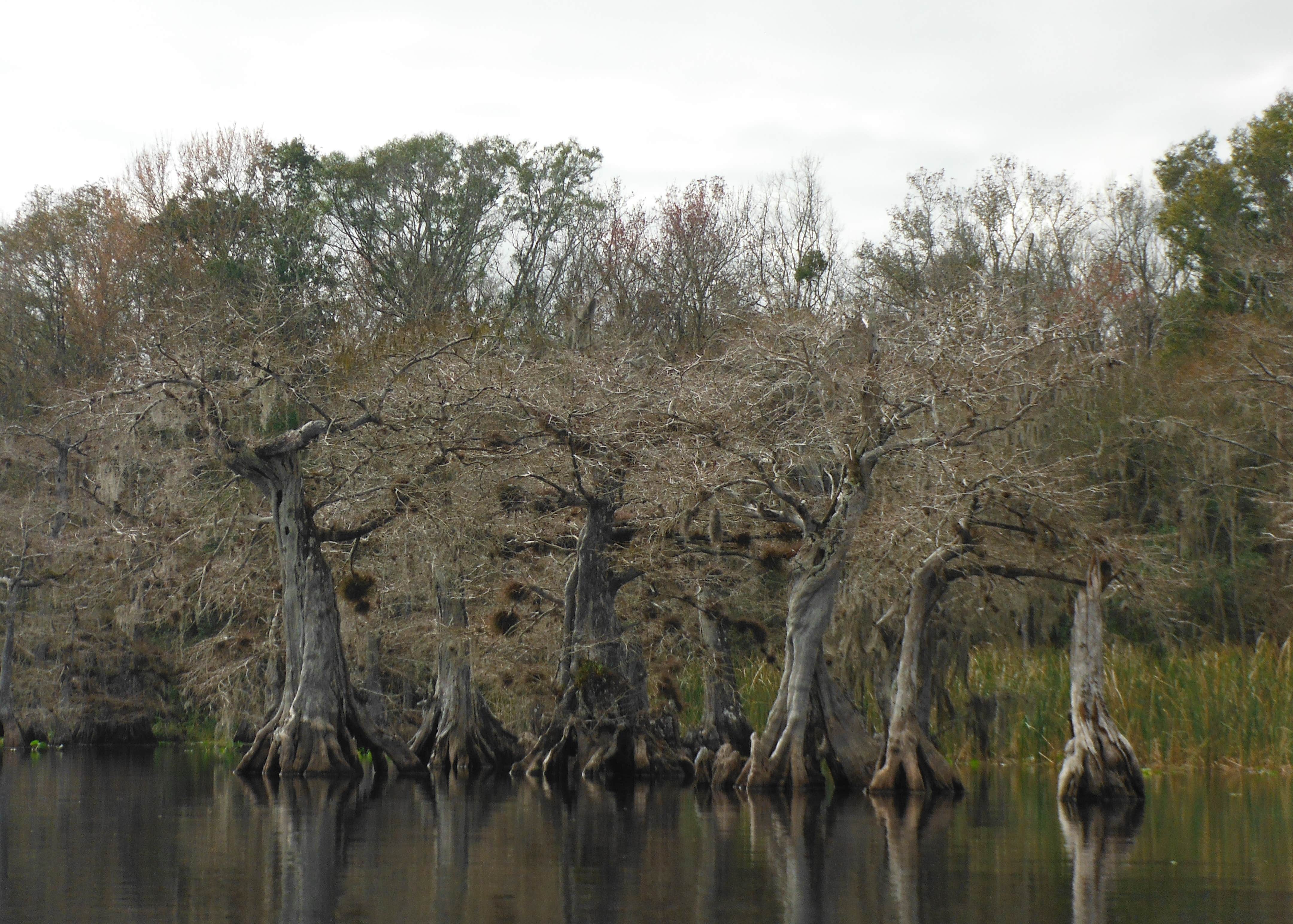 Lake Norris Conservation Area Camping | Dalhousie Acres, FL | The Dyrt
