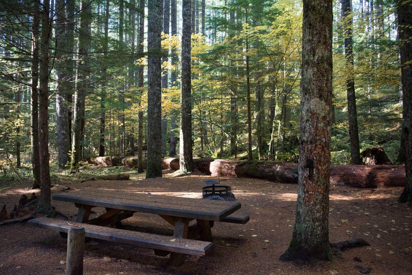 THE 10+ BEST Campgrounds near Trout Lake, WA