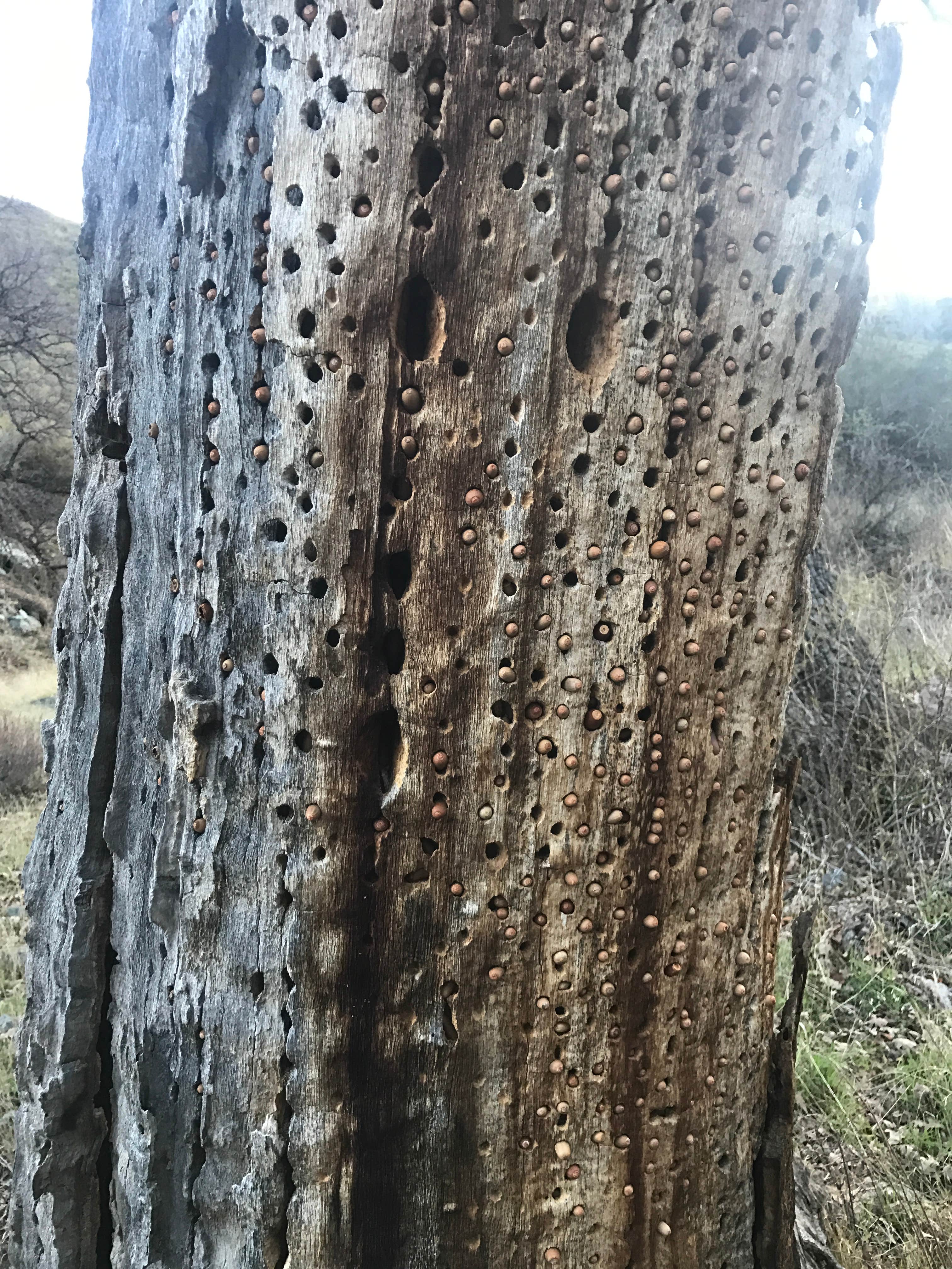Laguna Mountain Campground | Paicines, CA