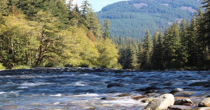 La Wis Wis Campground | Packwood, WA